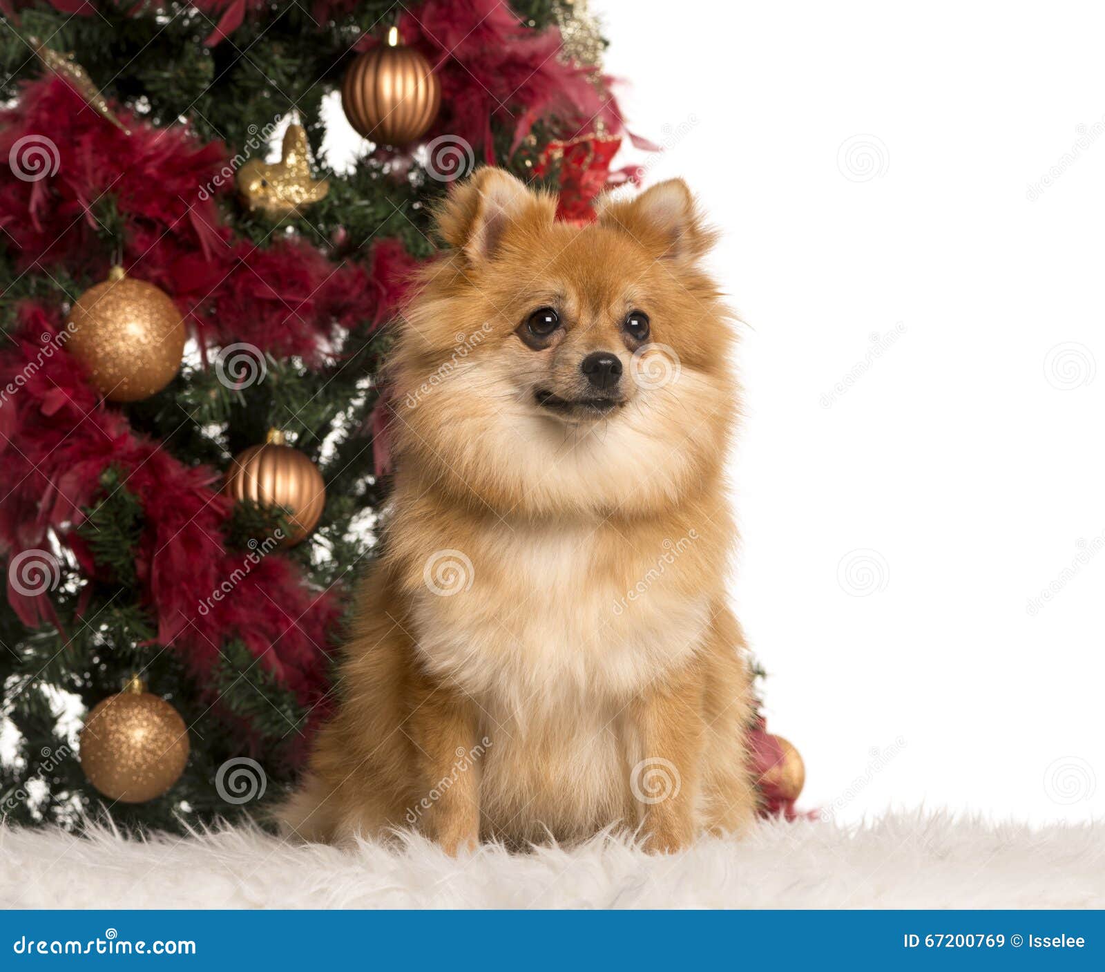 German Spitz Sitting in Front of a Christmas Tree Stock Image - Image ...