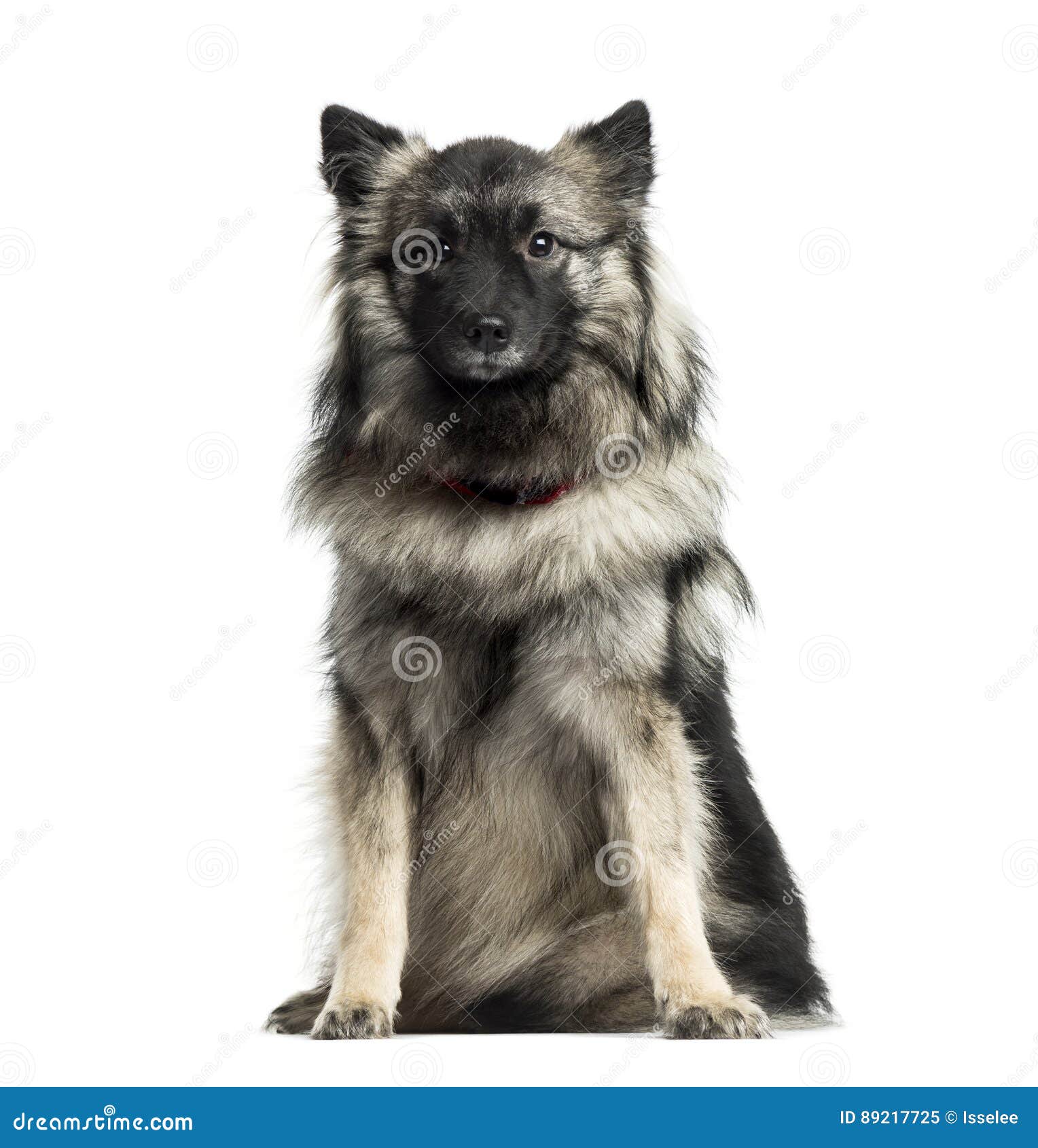 German Spitz Sitting, 11 Months Old, Isolated Stock Image - Image of ...