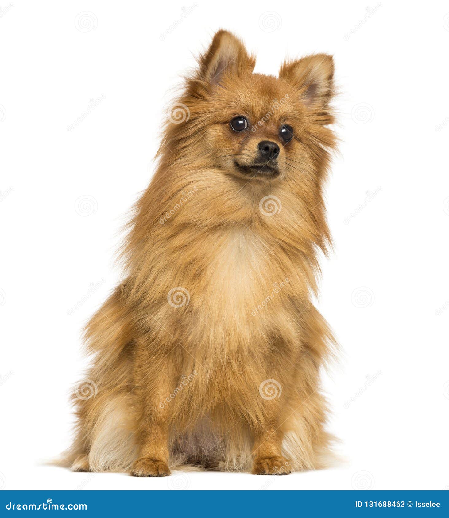 German Spitz Sitting, 1 Year Old, Isolated Stock Image - Image of ...