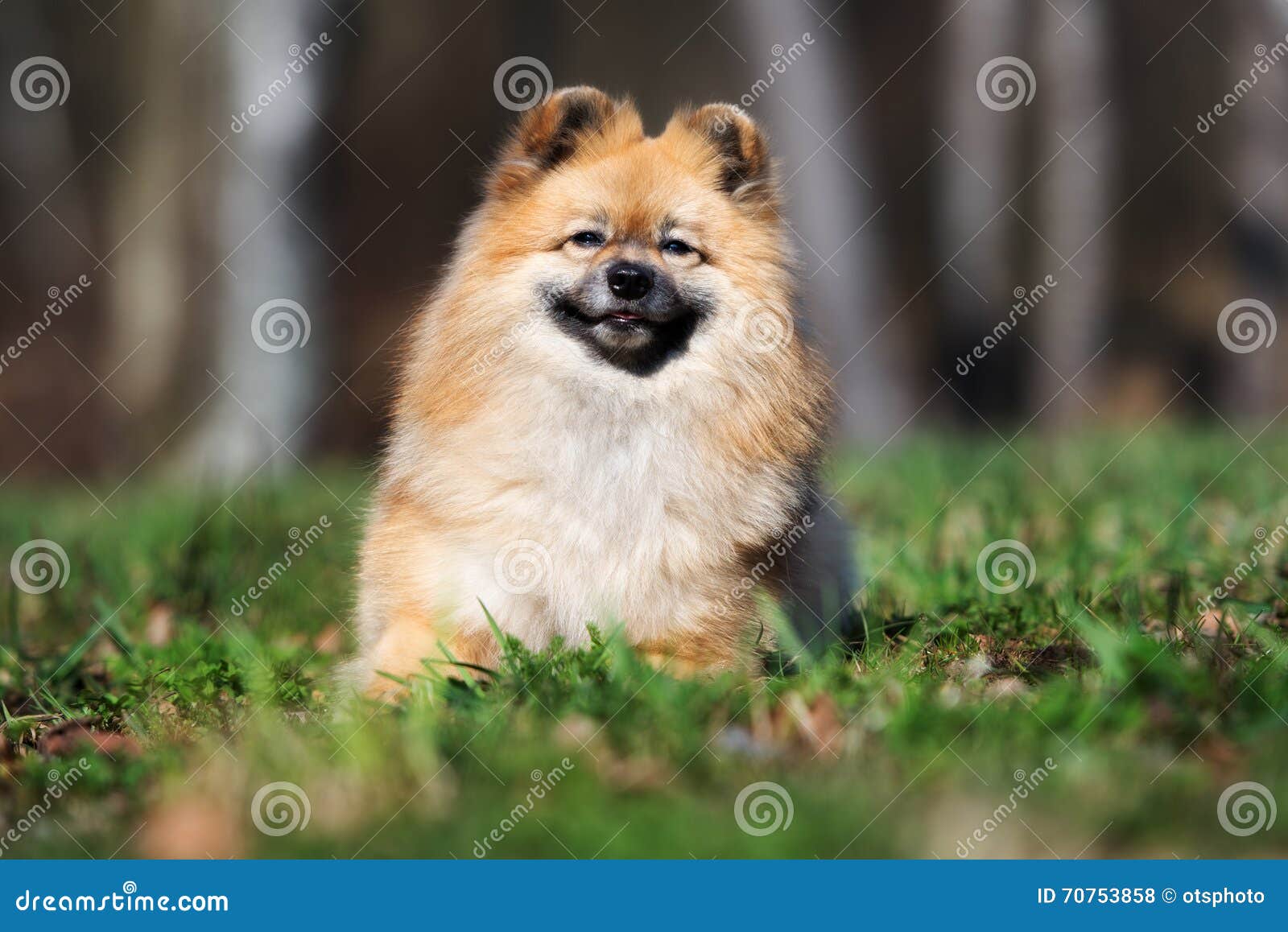 German Spitz Spitz Dog Posing Outdoors Stock Photo - Image of german ...