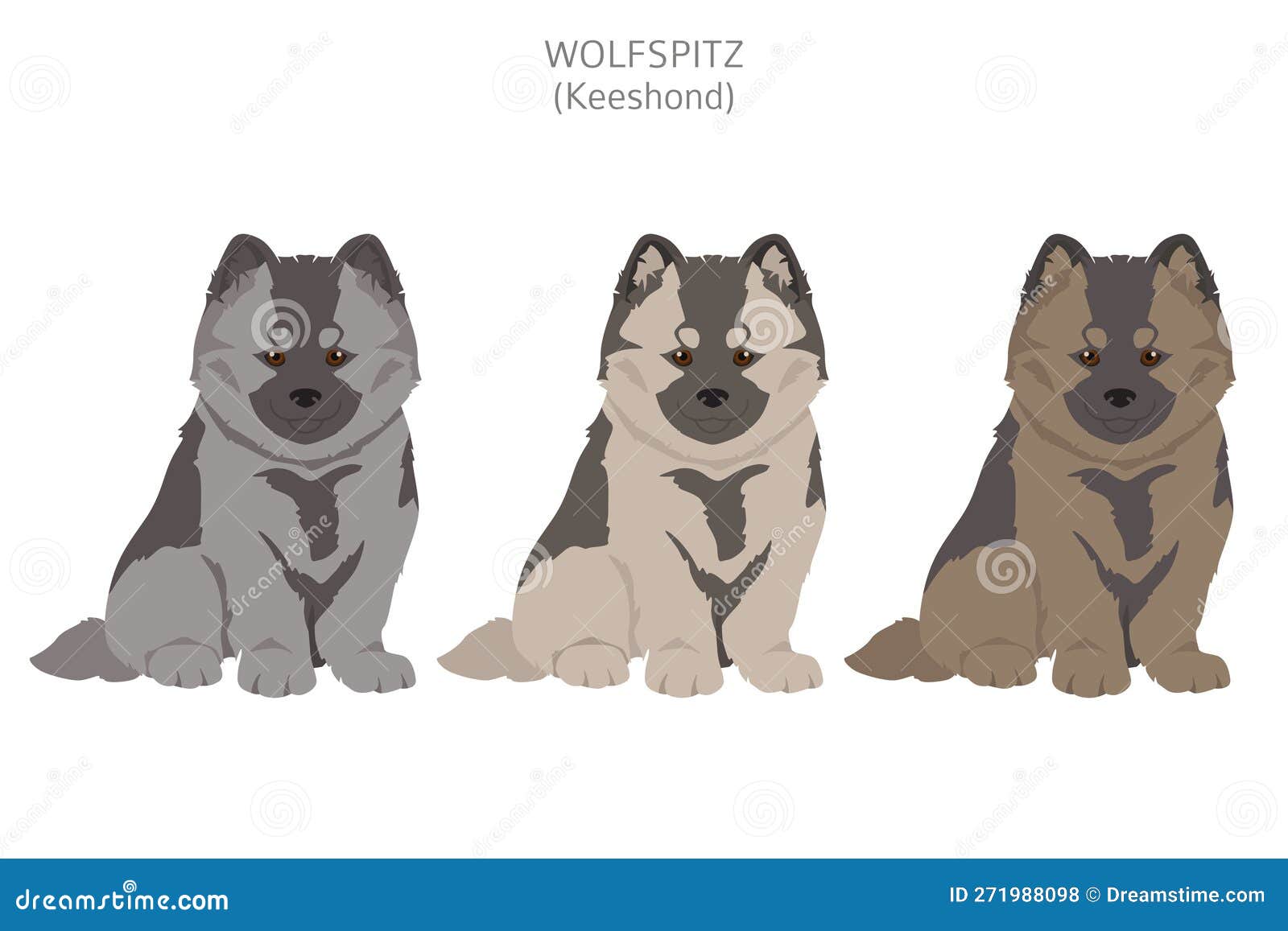 German Spitz, Wolfspitz Clipart. Different Poses, Coat Colors Set Stock ...