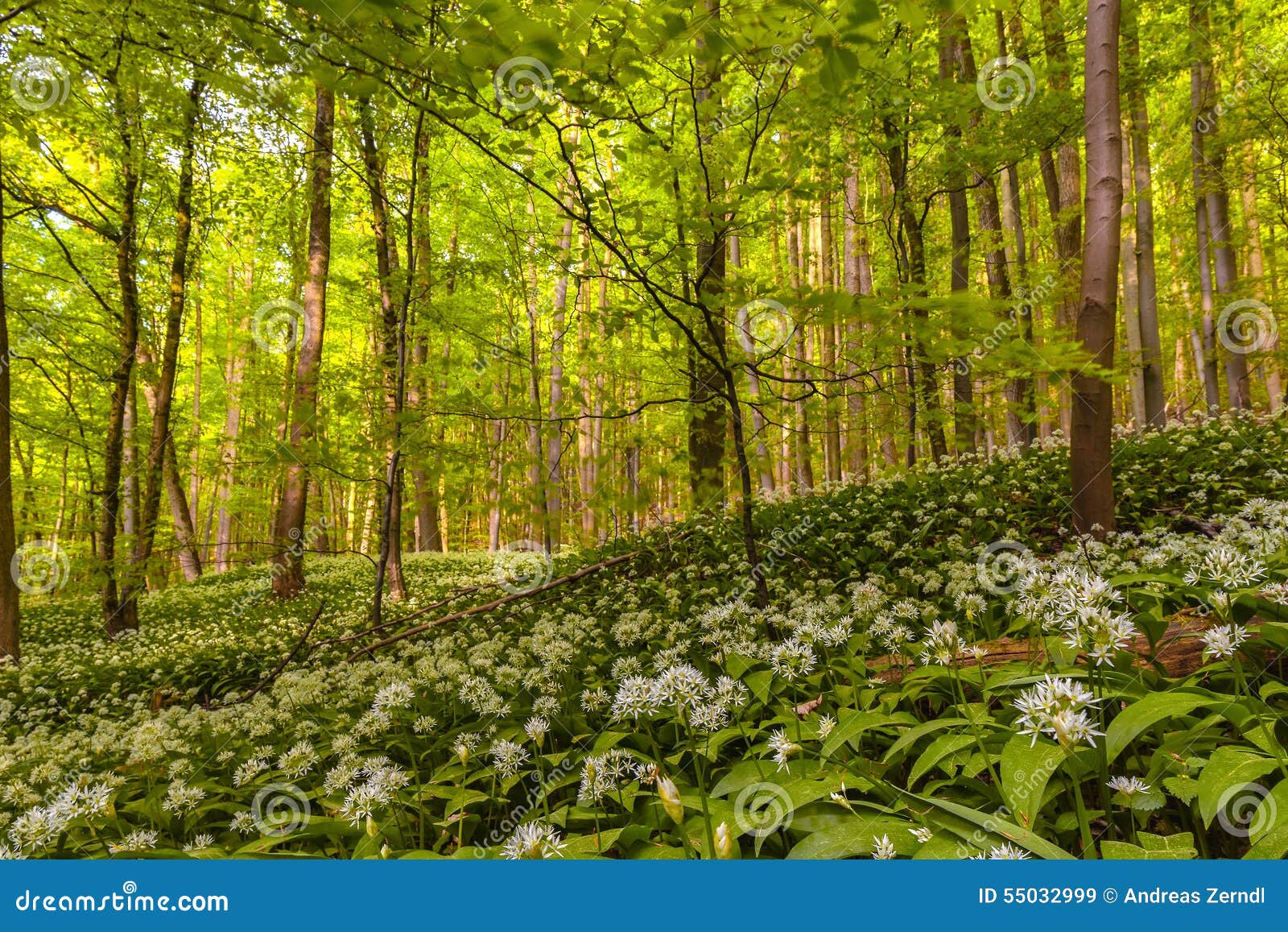 German Spring Forest stock image. Image of blooming, colorful - 55032999