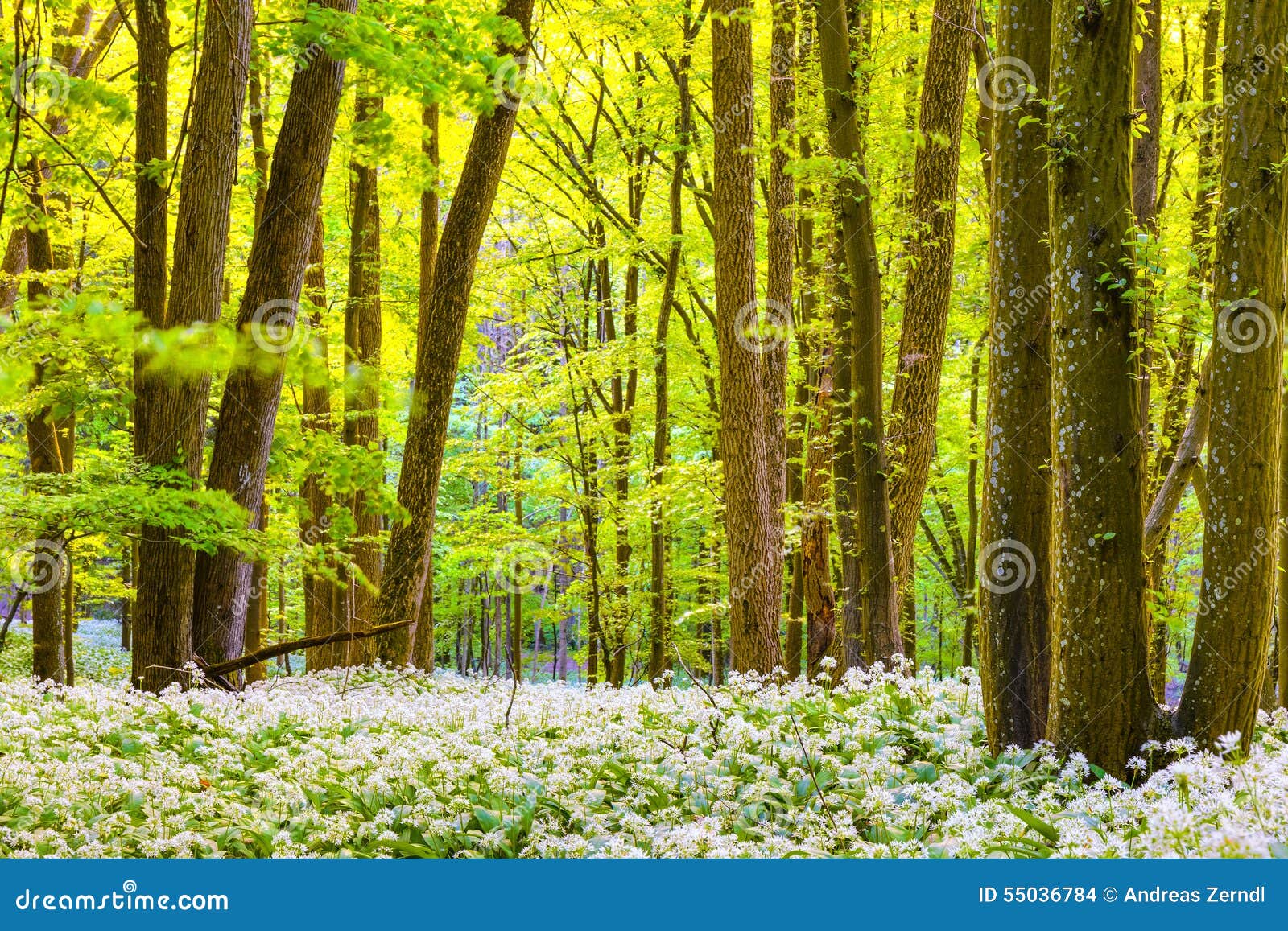 German Spring Forest stock photo. Image of natural, green - 55036784