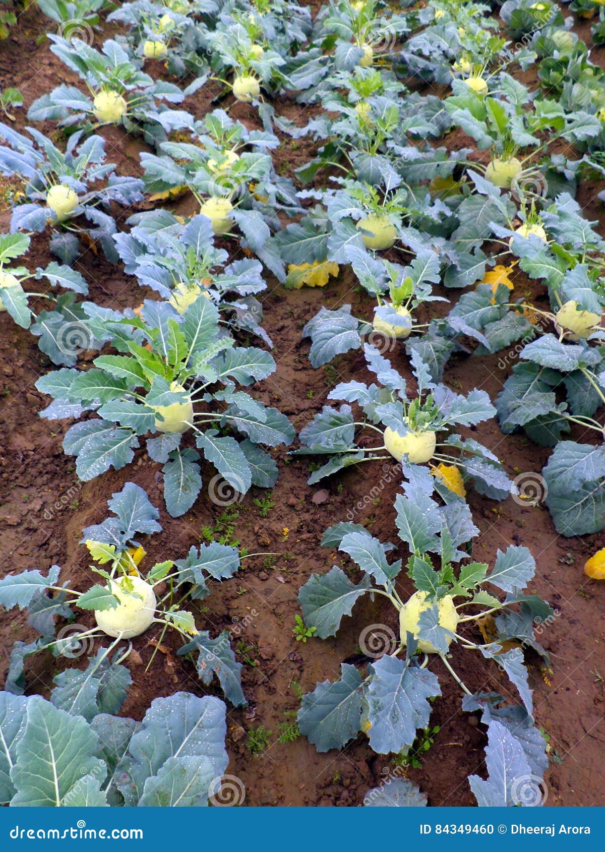 German Turnip stock photo. Image of farming, turnip, german - 84349460
