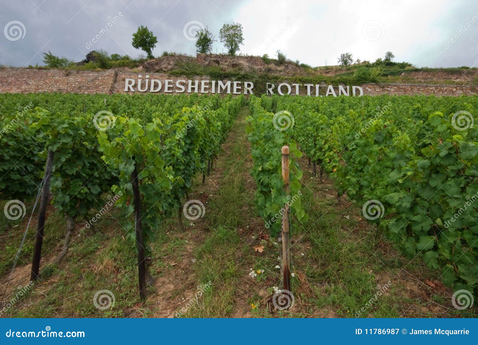 German Vineyard stock image. Image of vineyard, vintage - 11786987