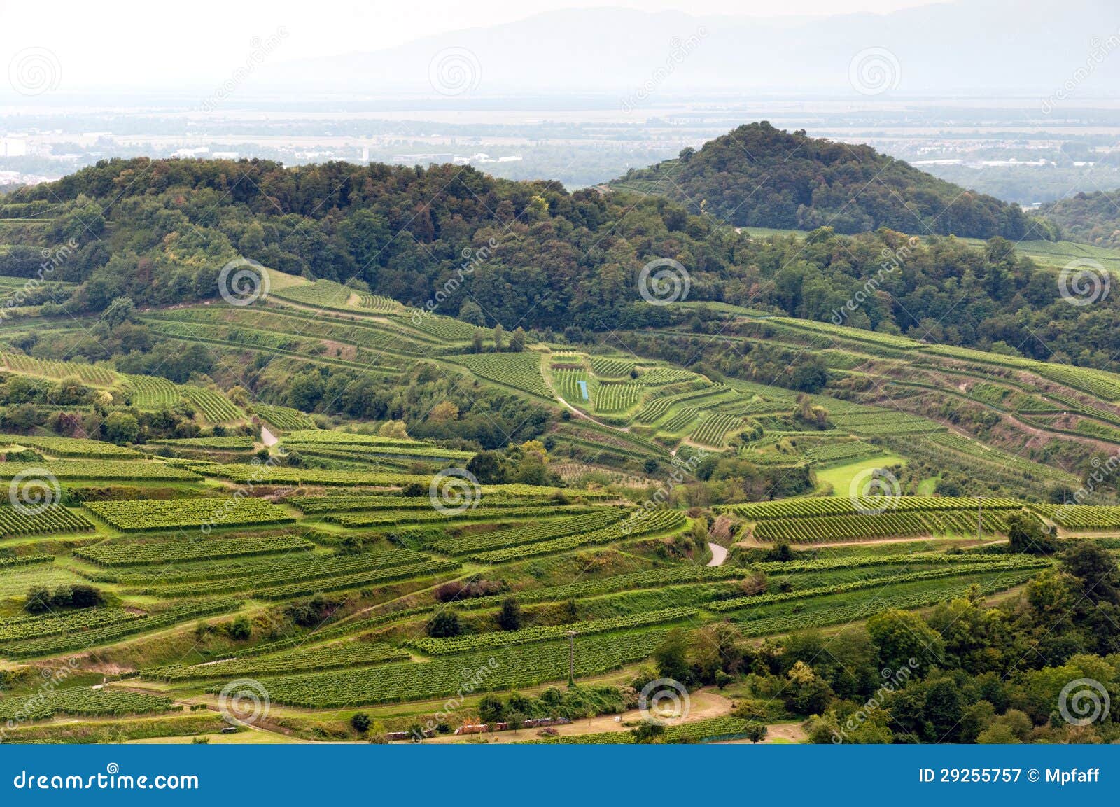 German vineyard stock image. Image of nature, hills, autumn - 29255757