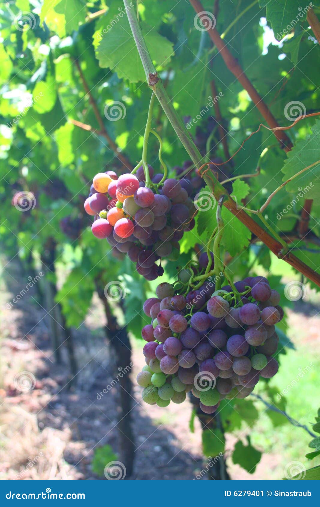 German Vineyard stock image. Image of grapes, vineyard - 6279401