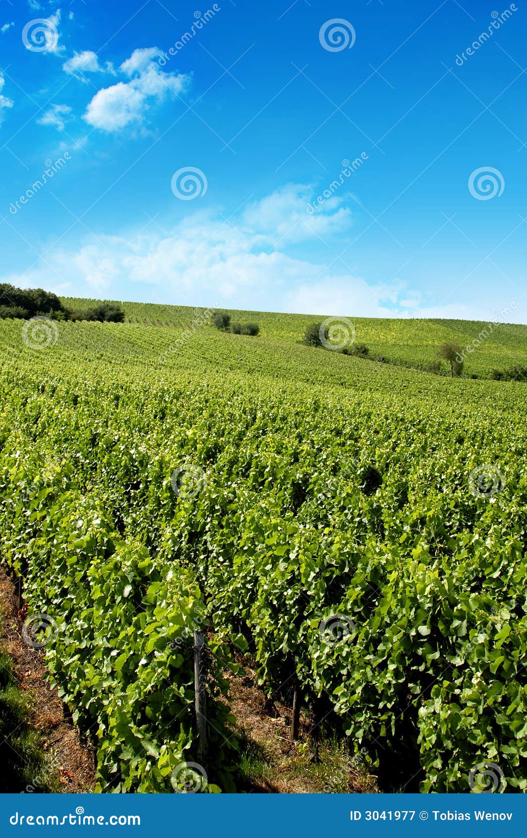 A German Vineyard Near the Rhe Stock Image - Image of greenery ...