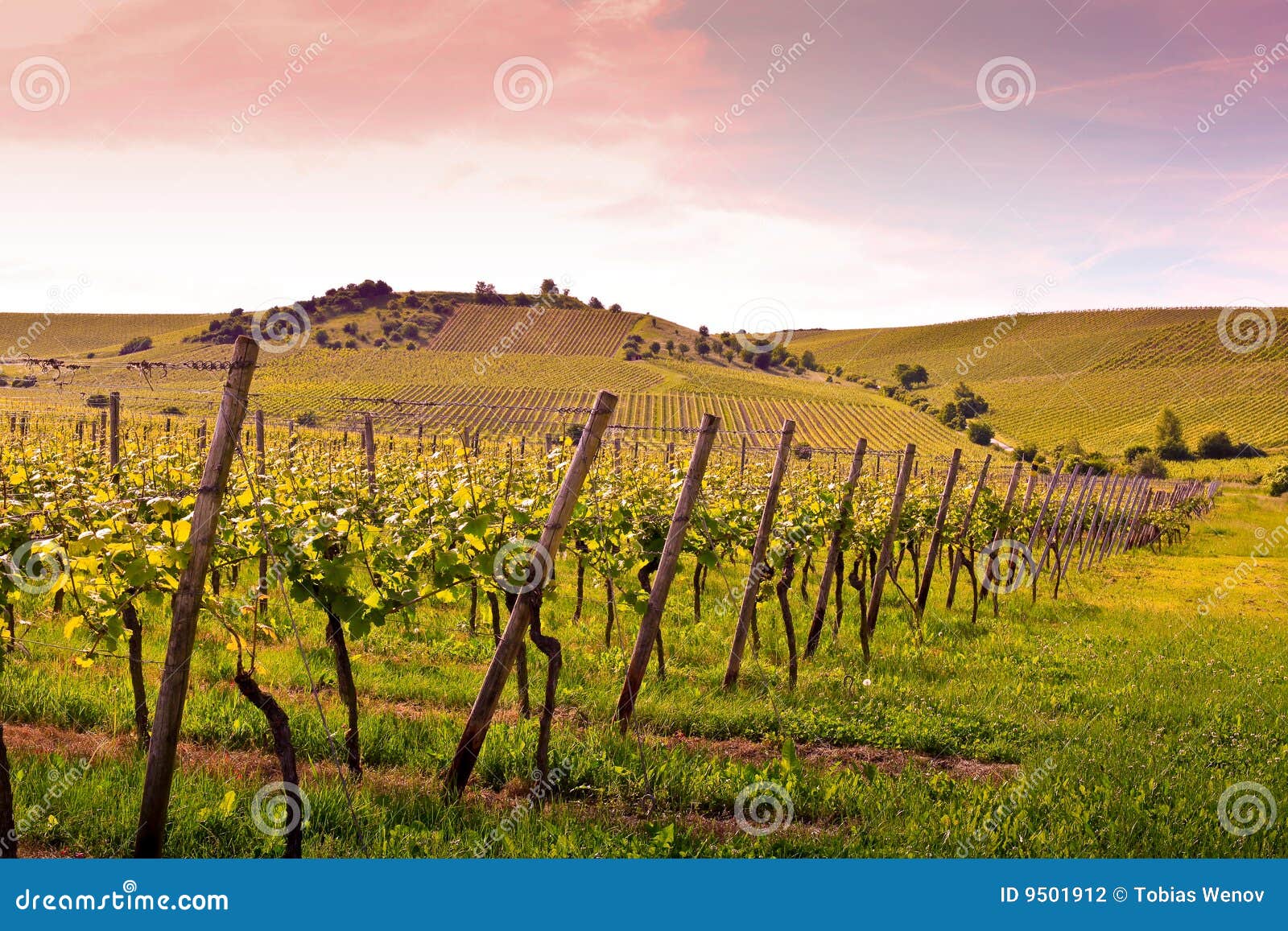 German Vineyard Near the Rhein River Stock Photo - Image of clouds ...