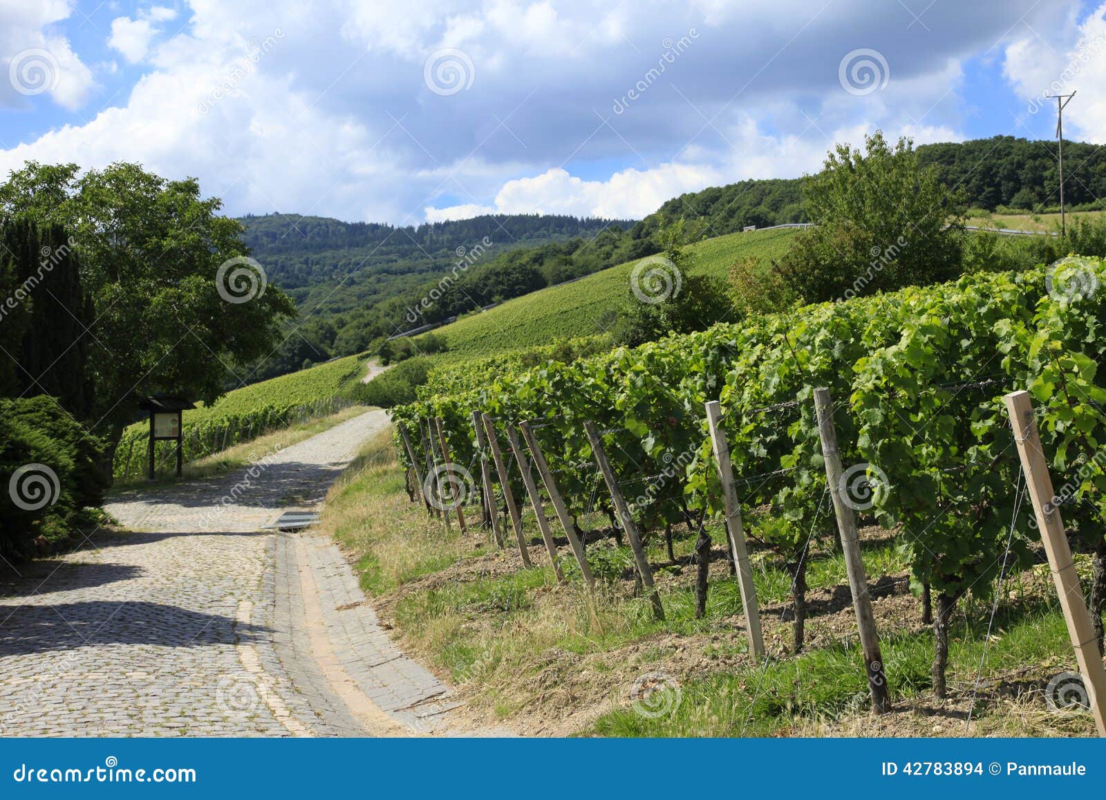 German Vineyards stock photo. Image of attractive, farm - 42783894