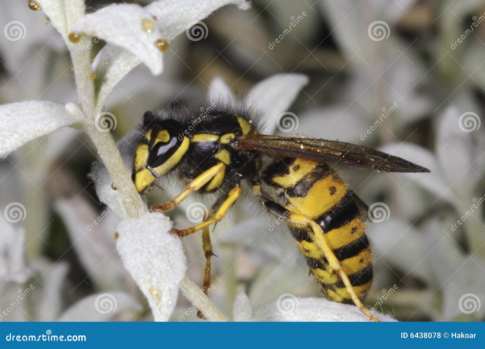 German Wasp Closeup Portrait Stock Photo - Image of looking, flying ...
