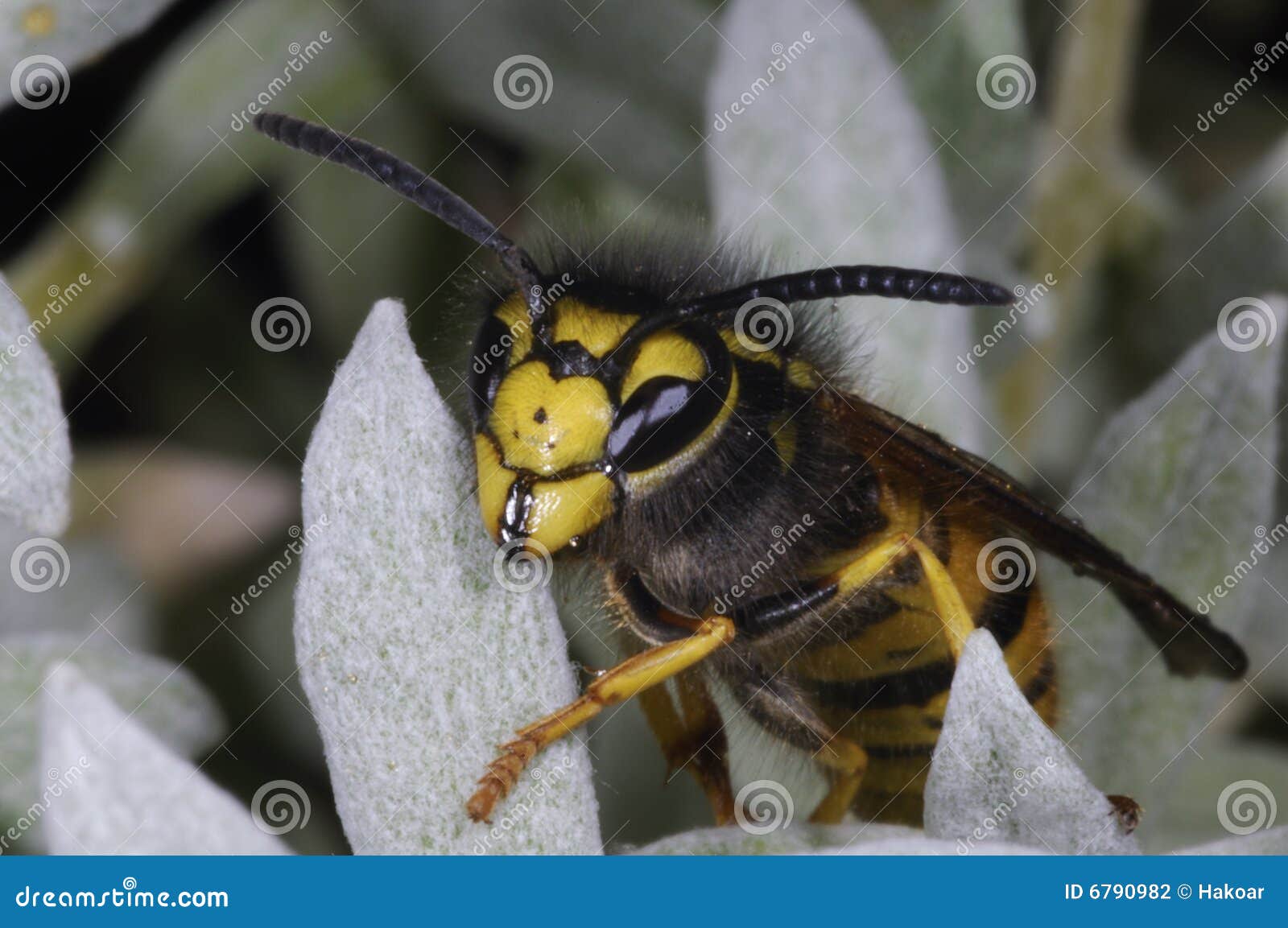 German wasp macro closeup stock photo. Image of nature - 6790982