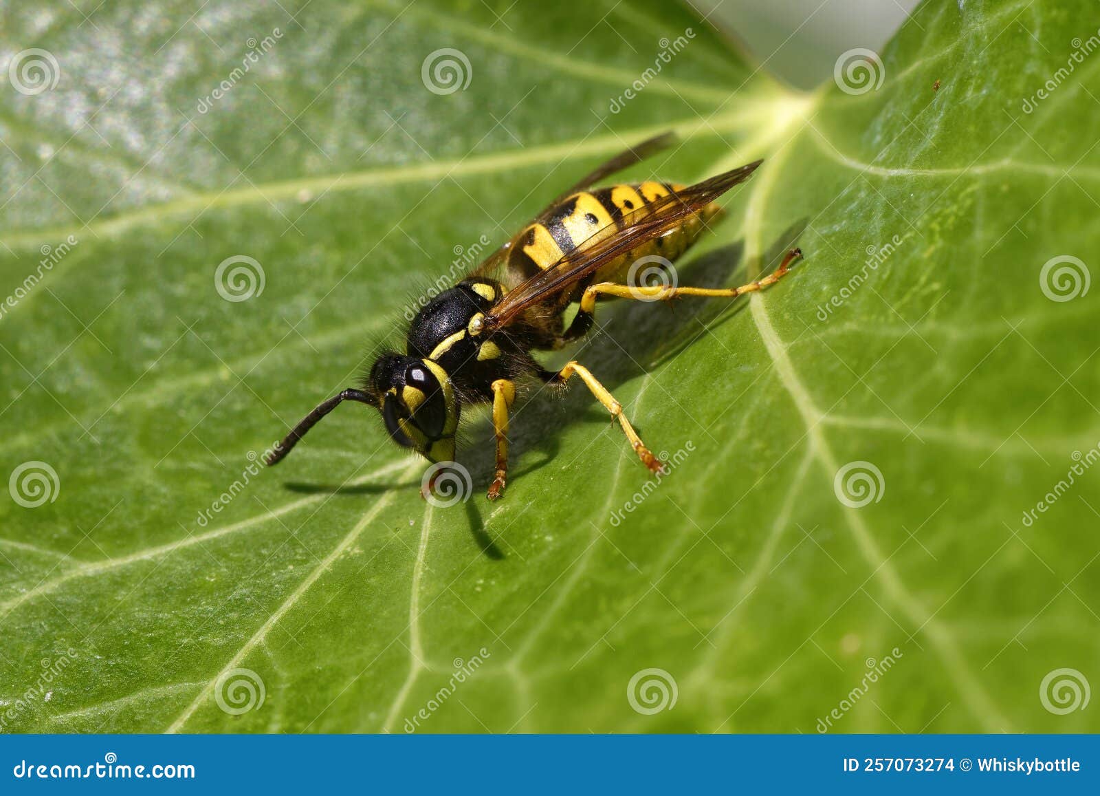 German Wasp stock photo. Image of closeup, sting, nature - 257073274