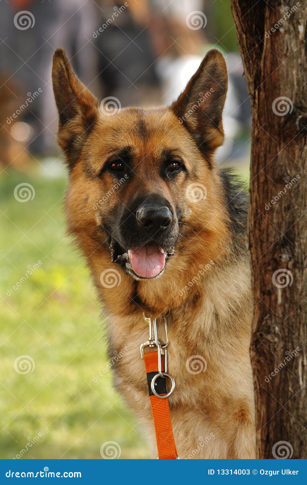 German watchdog stock image. Image of brown, tree, cute - 13314003