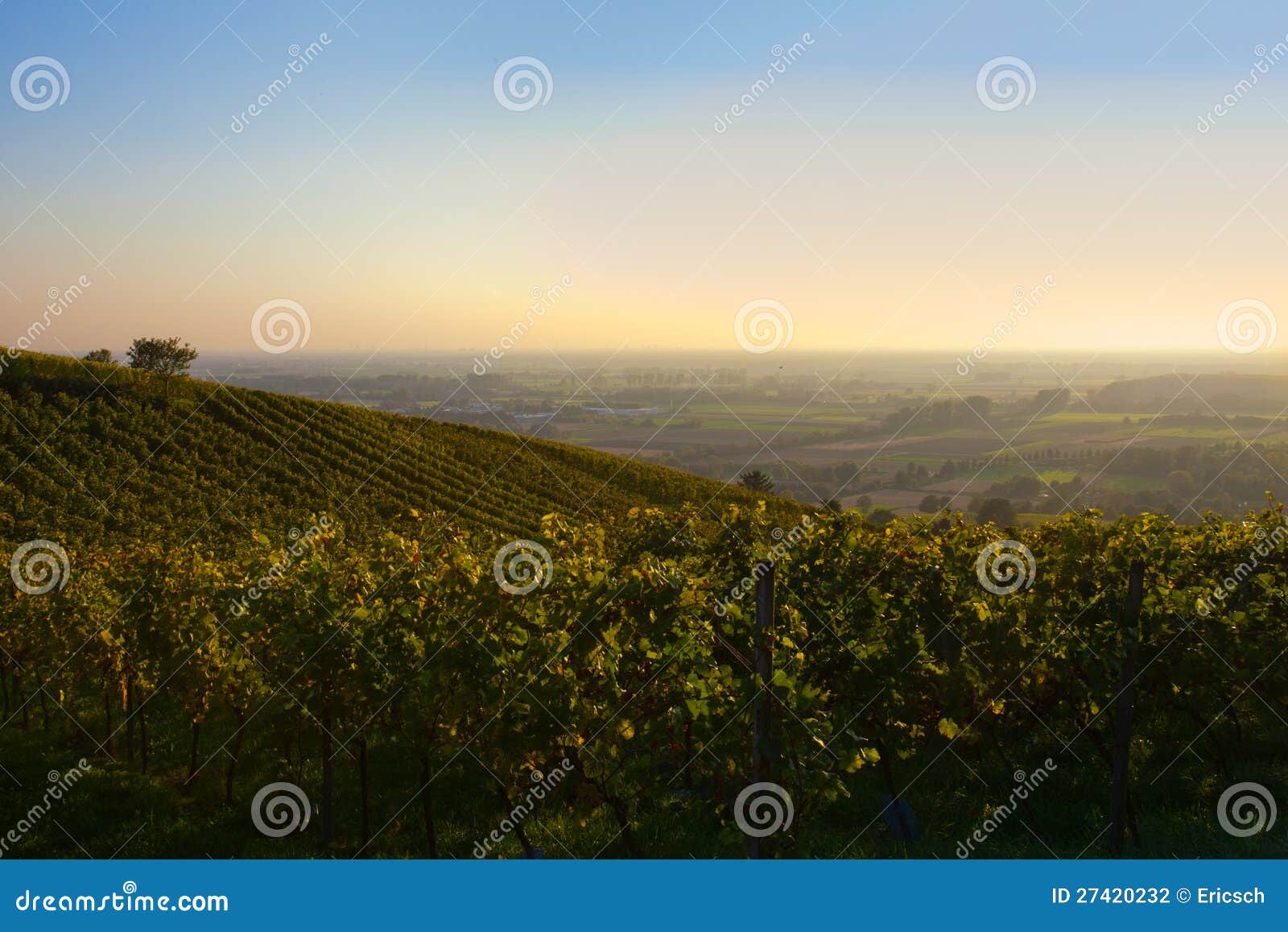 German wine field panorama stock photo. Image of quiet - 27420232