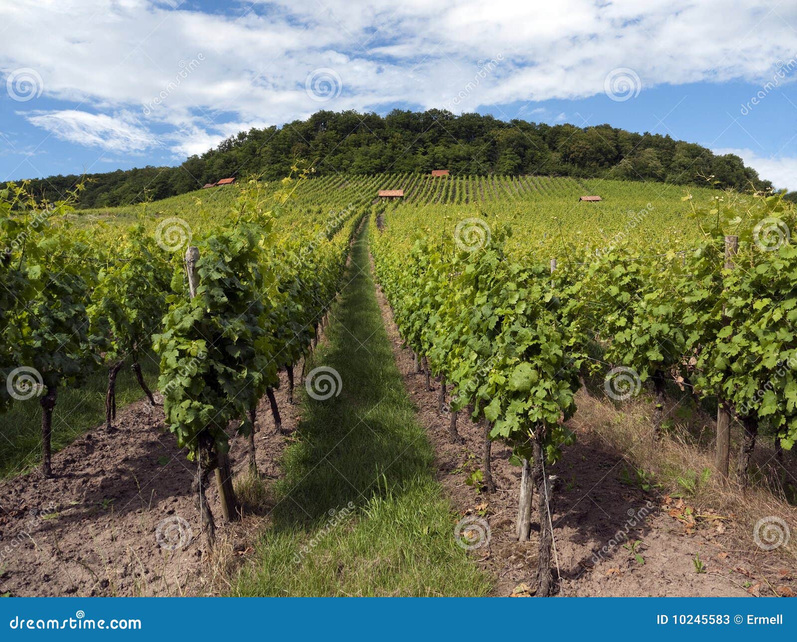German wine yard stock image. Image of bavaria, hill - 10245583