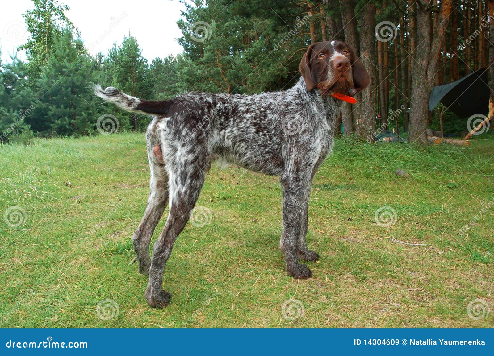 German wirehaired pointer stock image. Image of hunting - 14304609