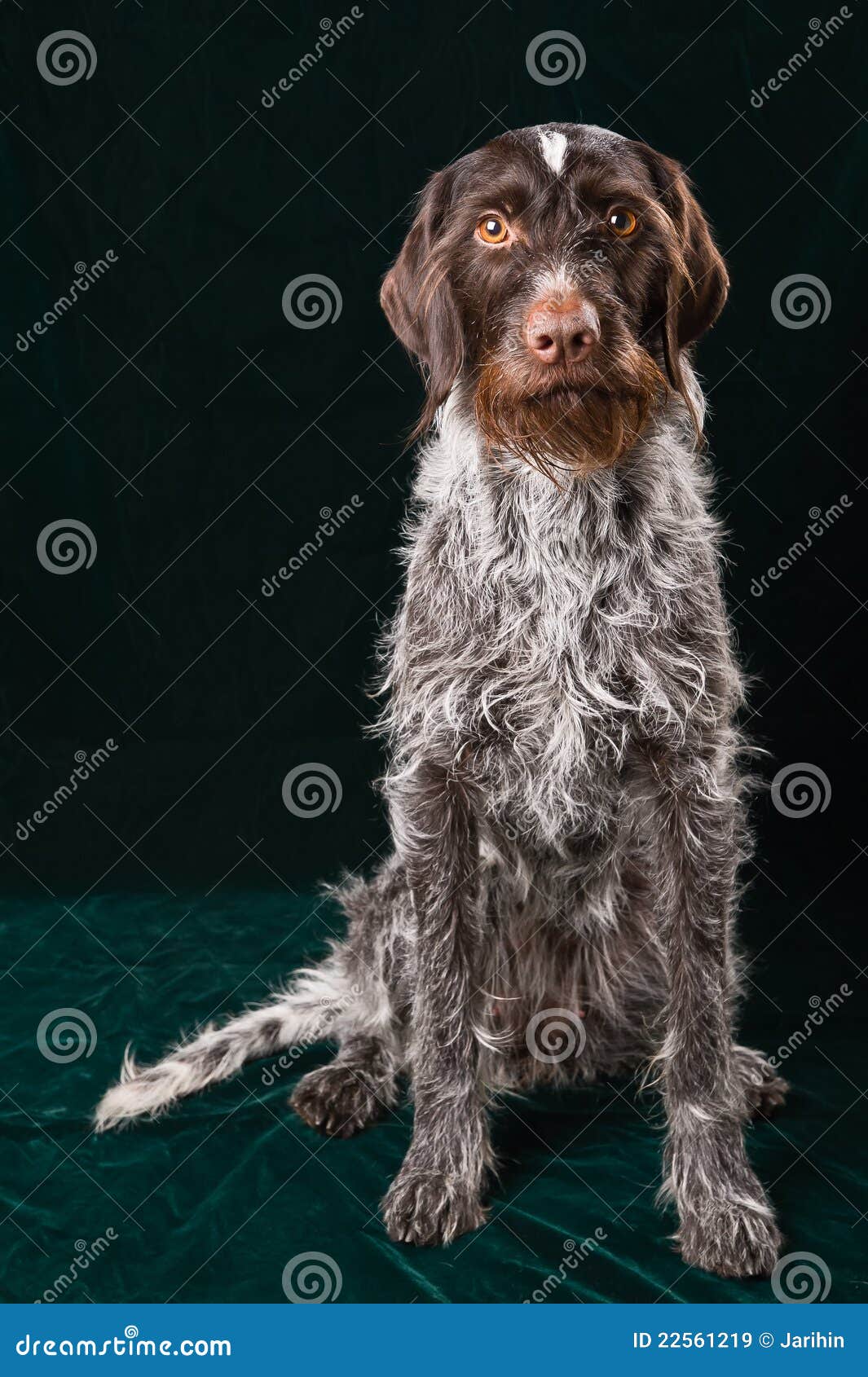 German wirehaired pointer stock image. Image of snout - 22561219