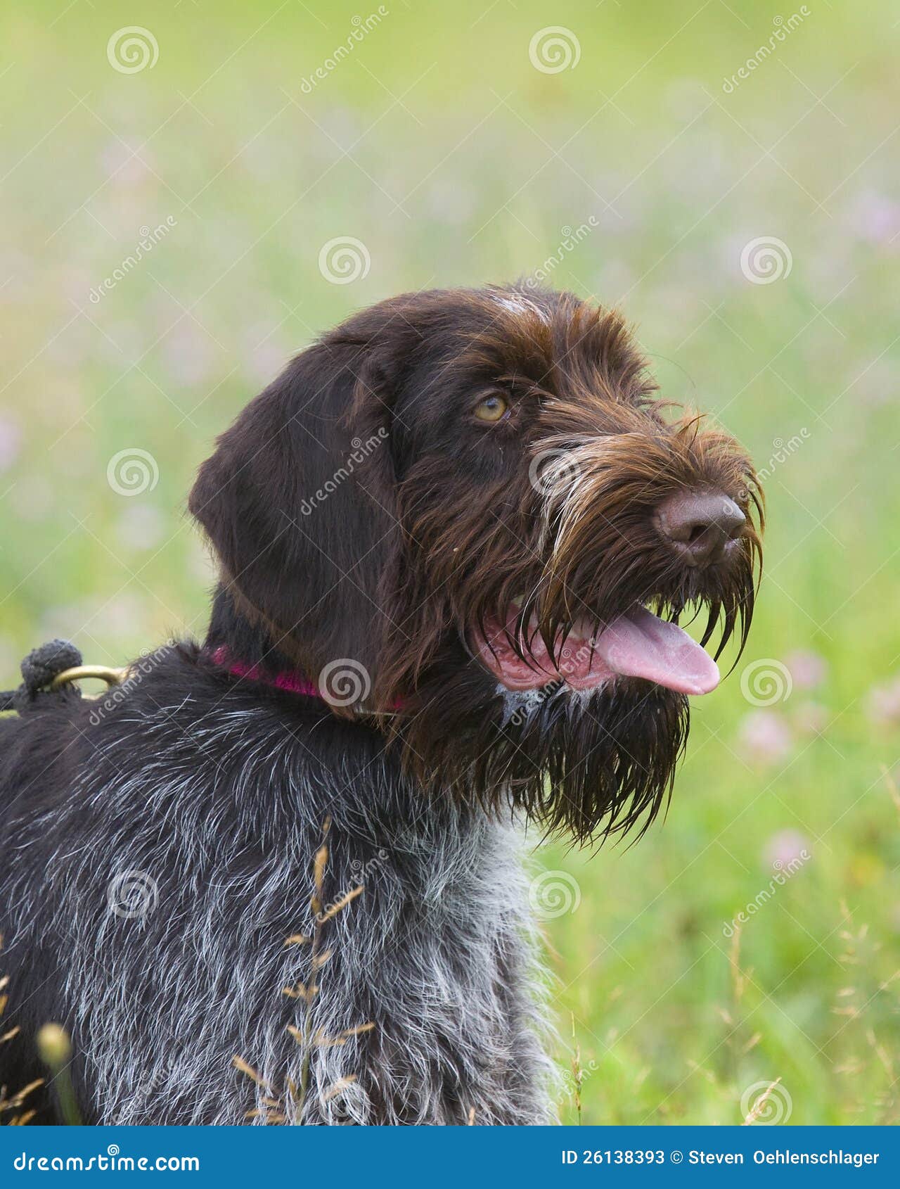 German Wirehaired Pointer stock image. Image of waterfowl - 26138393