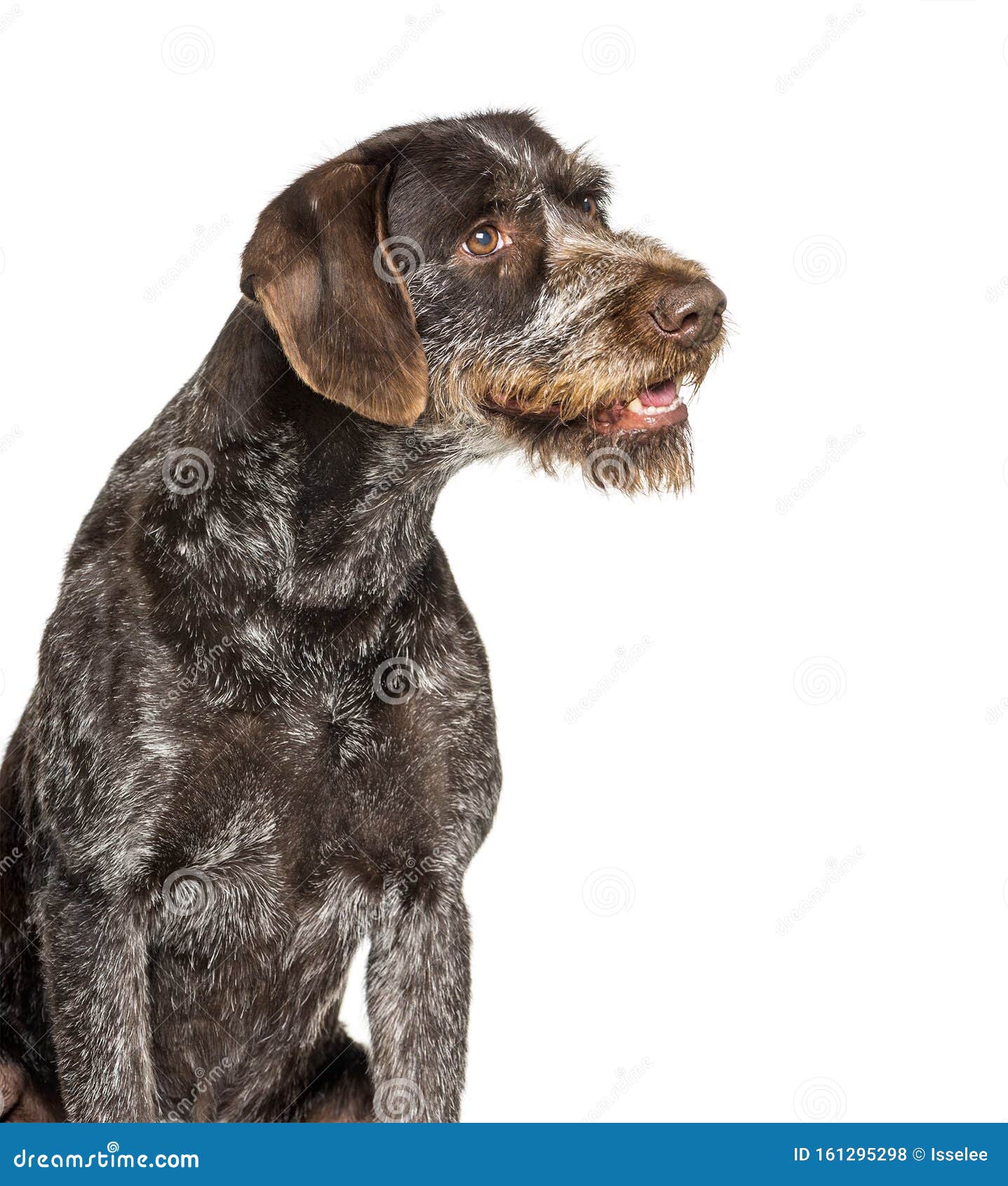 German Wirehaired Pointer Also Know As Drahthaar Sitting Stock Photo ...