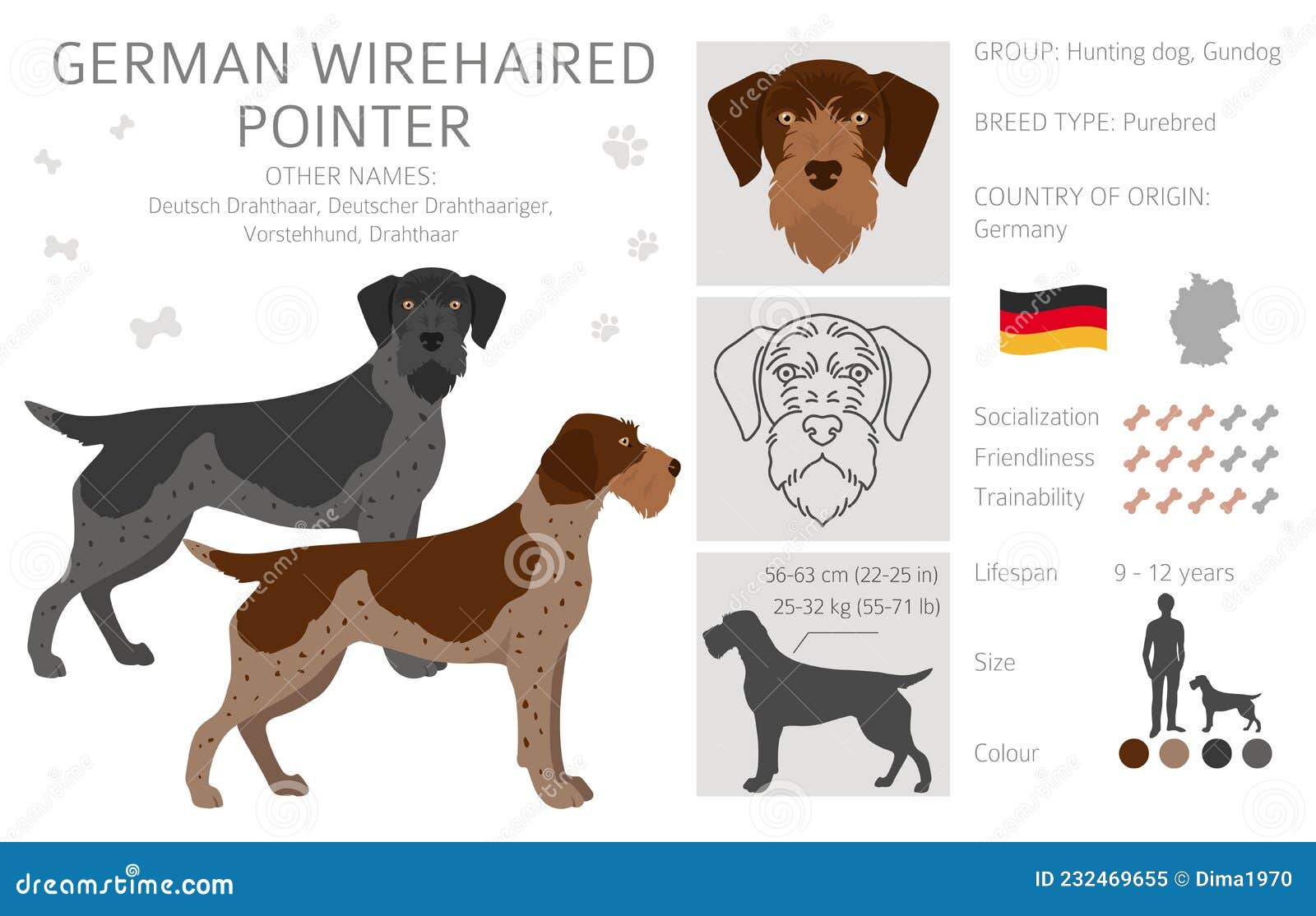 German Wirehaired Pointer Clipart. Different Poses, Coat Colors Set ...