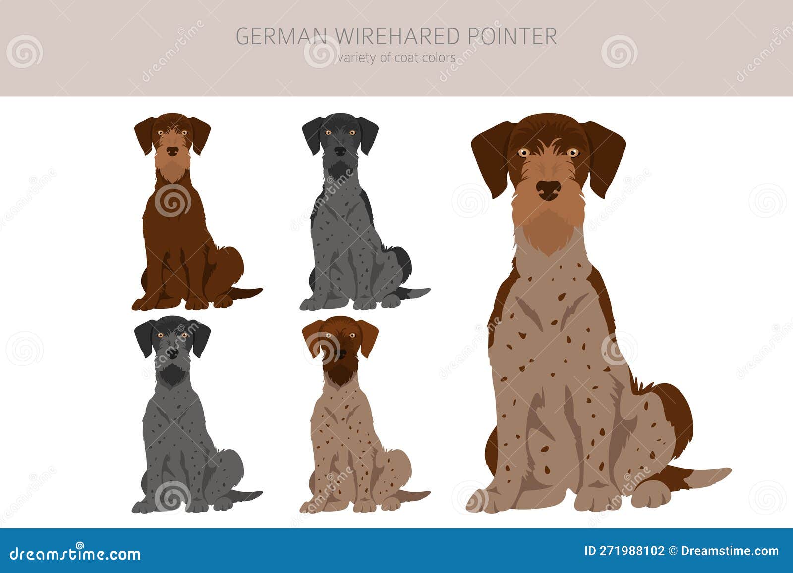 German Wirehaired Pointer Clipart. Different Poses, Coat Colors Set ...