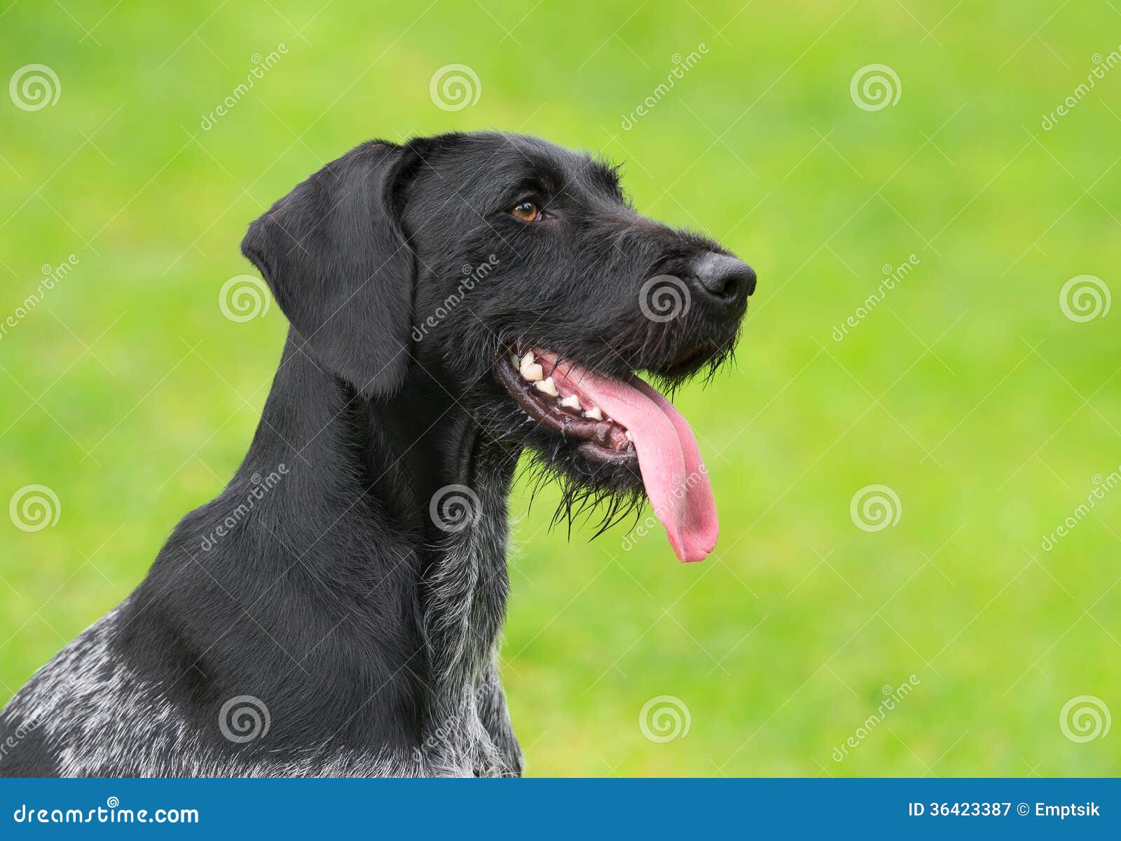 German Wirehaired Pointer (Deutsch Drahthaar) Poses Stock Image - Image ...