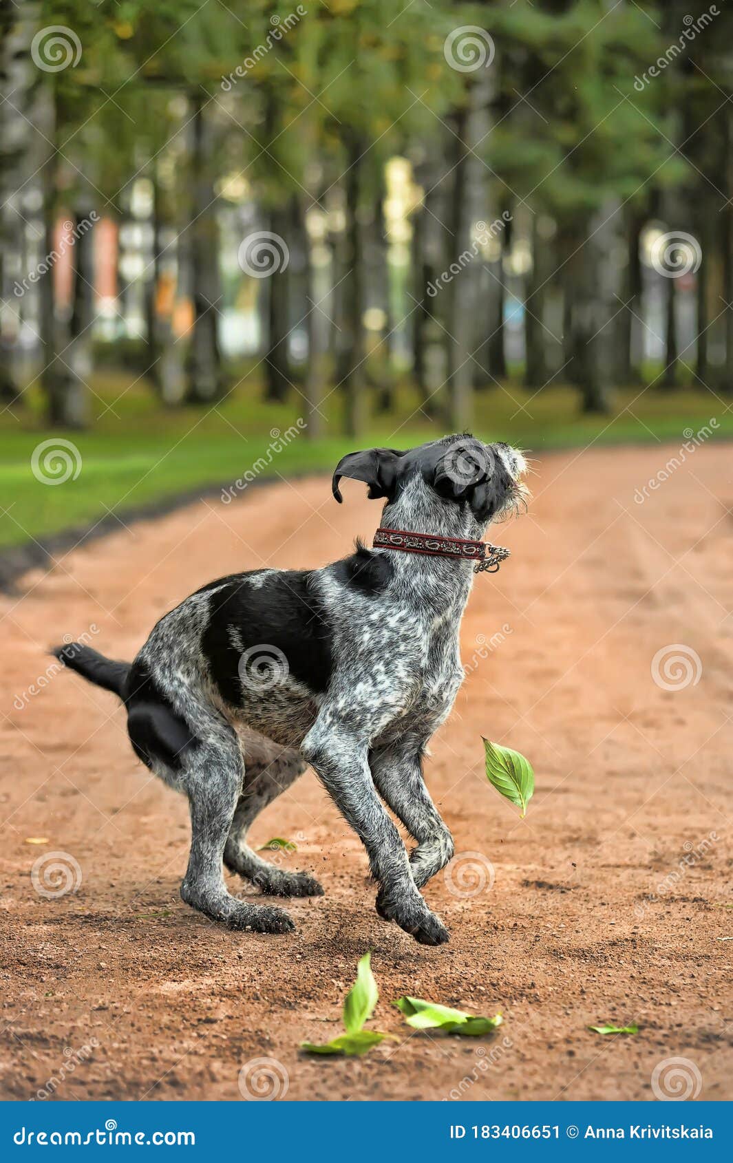 German Wirehaired Pointer Jumping Stock Image - Image of outdoor ...