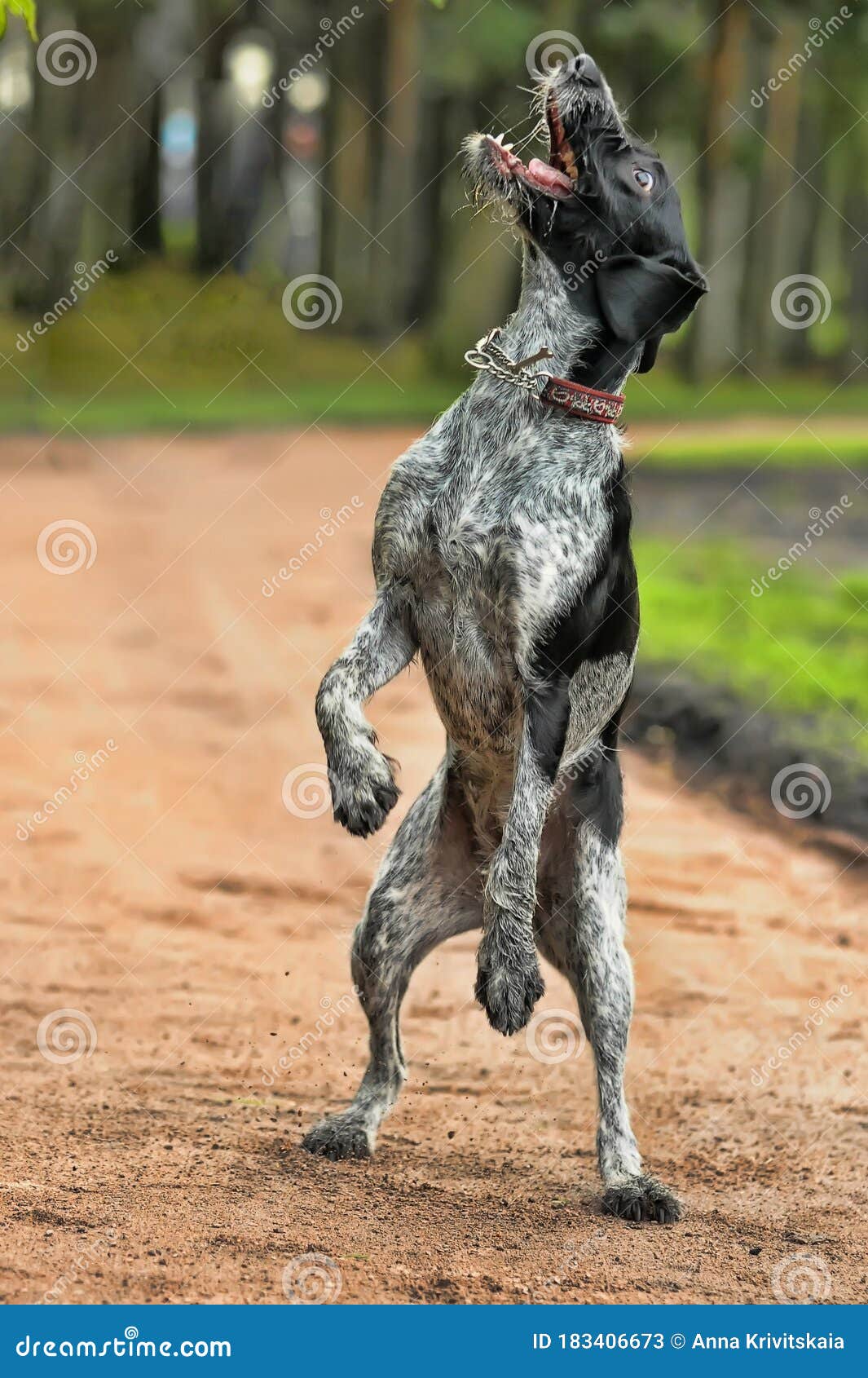 German Wirehaired Pointer Jumping Stock Image - Image of outdoors ...