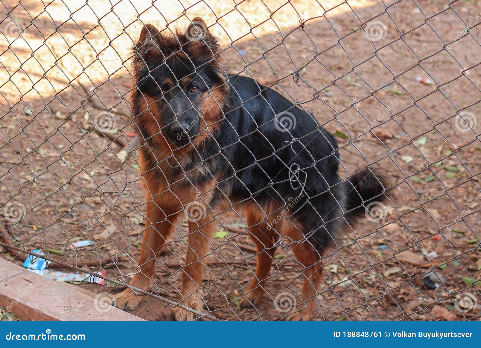 German Wolf Dog Behind the Wires Stock Image - Image of puppy, plant ...
