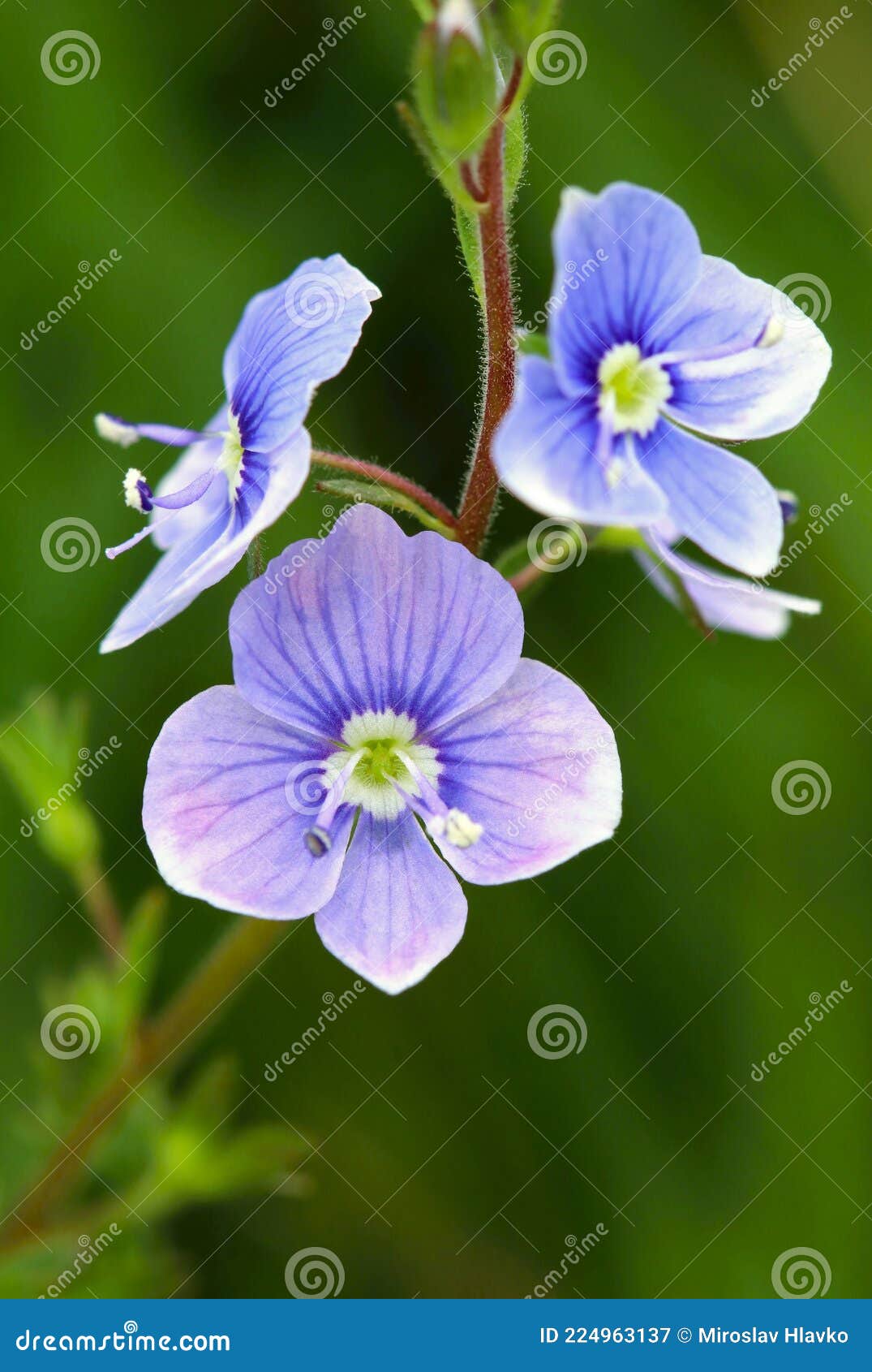 Germander Speedwell Flower Veronica Chamaedrys Stock Image - Image of ...