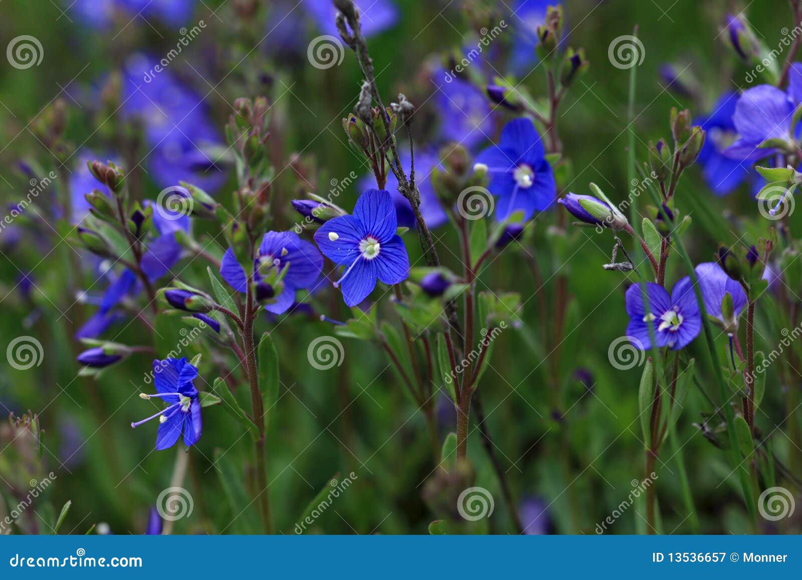 Germander Speedwell Also Known As Veronica Chamaedrys Or Bird`s Eye ...