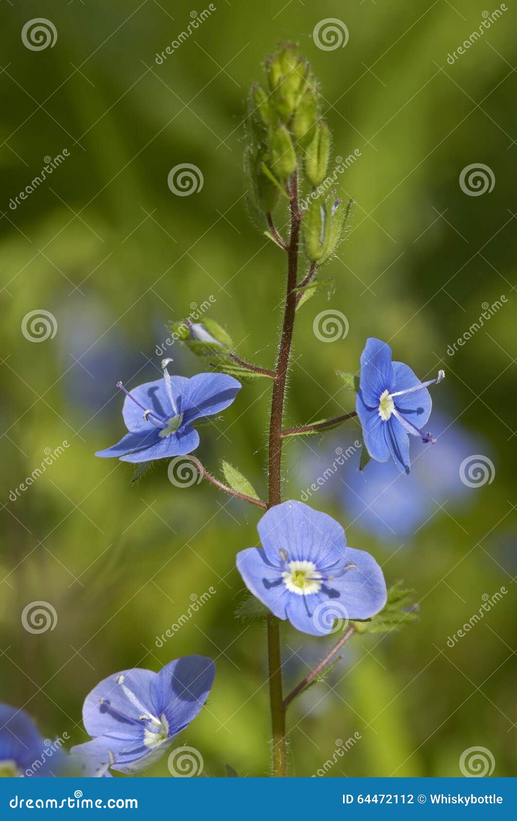 Germander Speedwell stock photo. Image of common, speedwell - 64472112