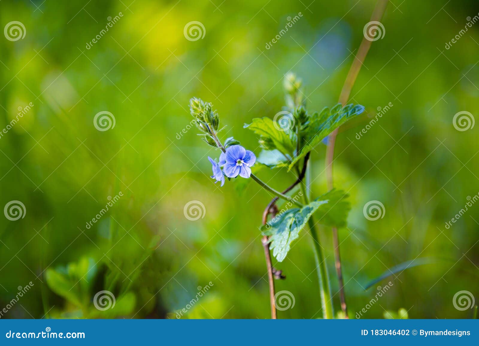 Germander Speedwell. Germander Speedwell Veronica Chamaedrys on a ...