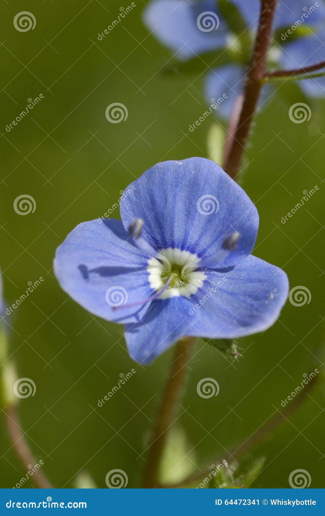Germander Speedwell stock image. Image of gloucestershire - 64472341