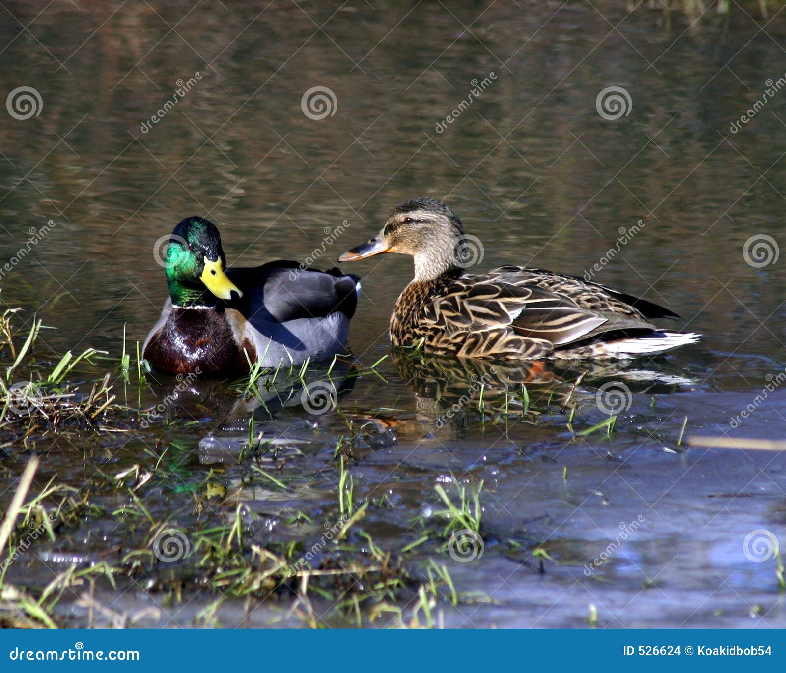 Germani reali fotografia stock. Immagine di corrispondersi - 526624