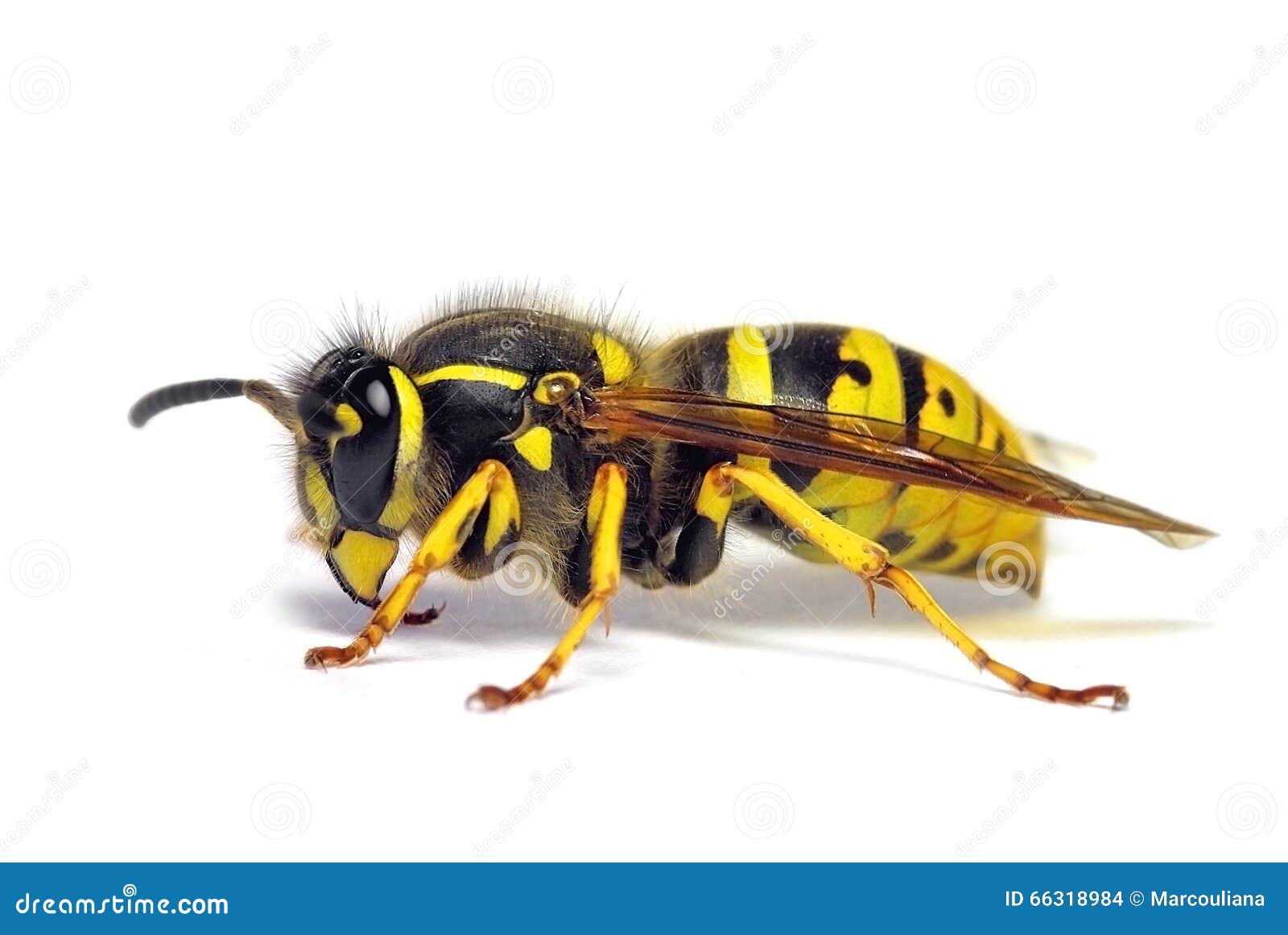Germanica Do Vespula Da Vespa De Papel Foto de Stock - Imagem de tiro ...