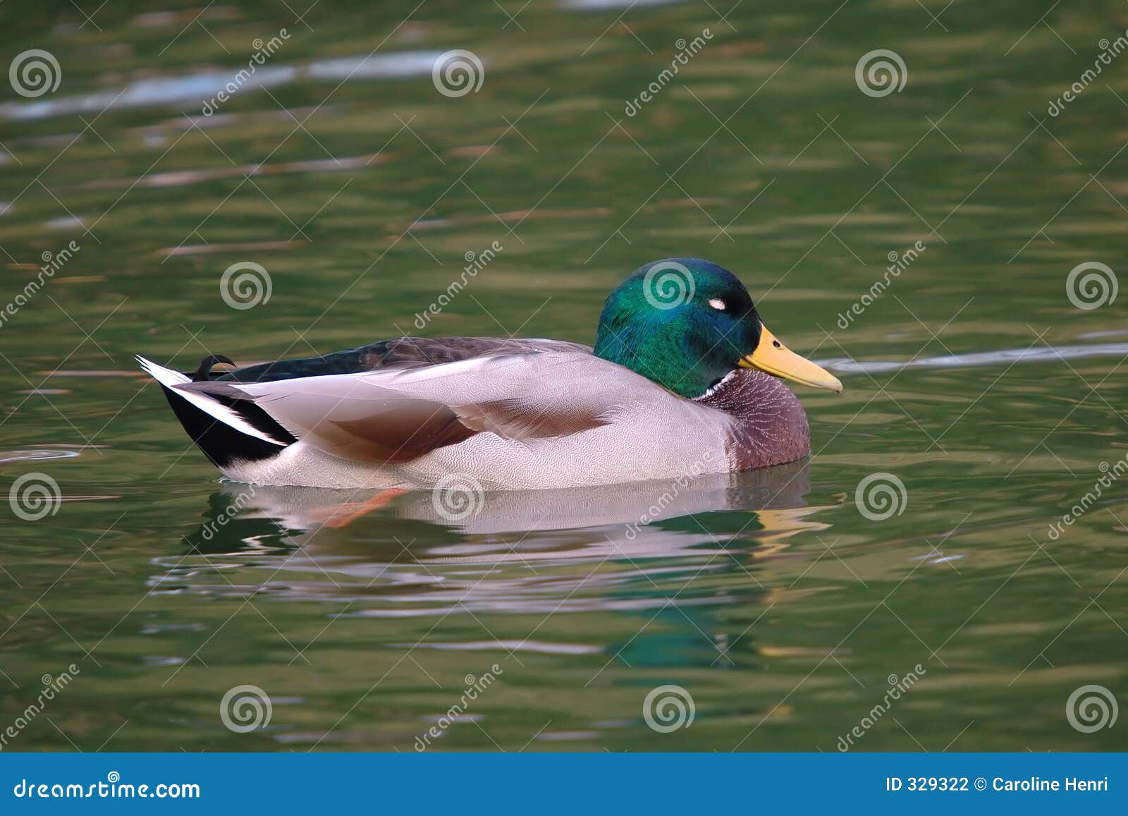 Germano Reale Dell'anatra Di Sonno Fotografia Stock - Immagine di ...