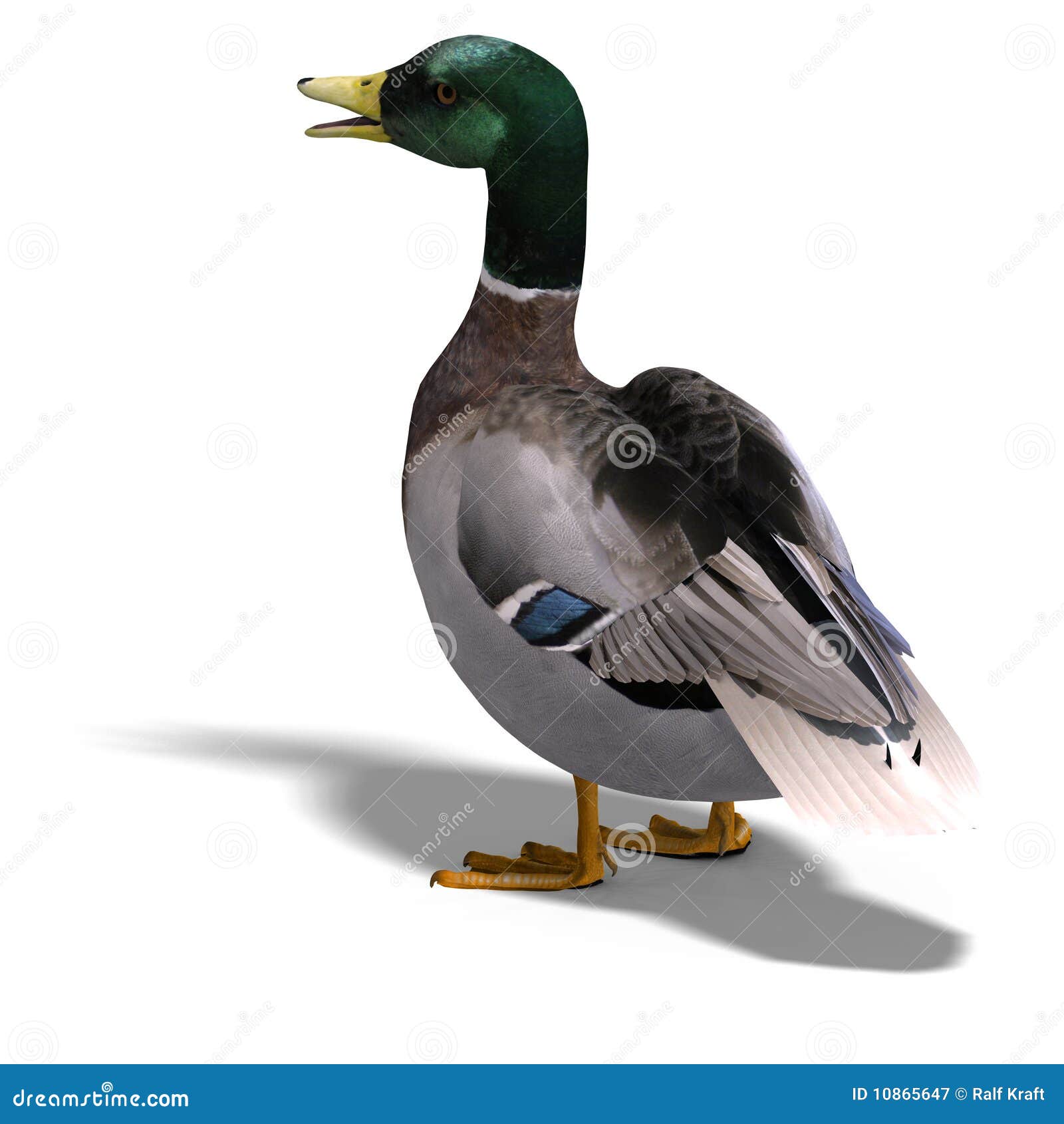 Germano Reale Maschio Dell'anatra Illustrazione di Stock ...