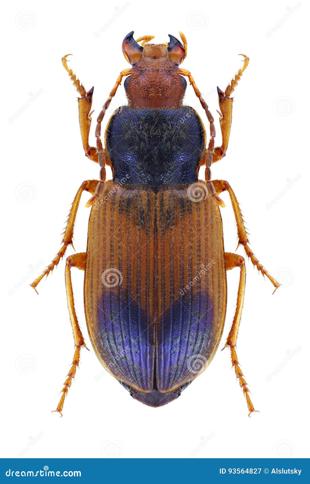 Germanus De Diachromus Del Escarabajo Imagen de archivo - Imagen de ...