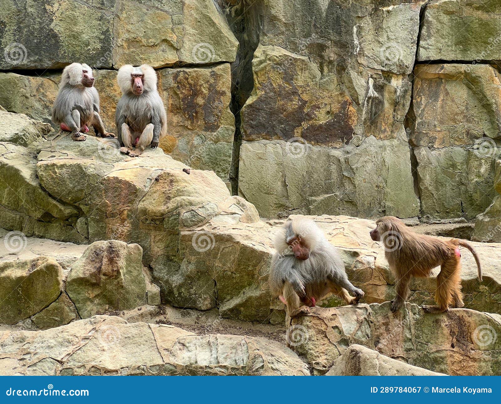Monkeys stock image. Image of monkeys, 2022, germany - 289784067