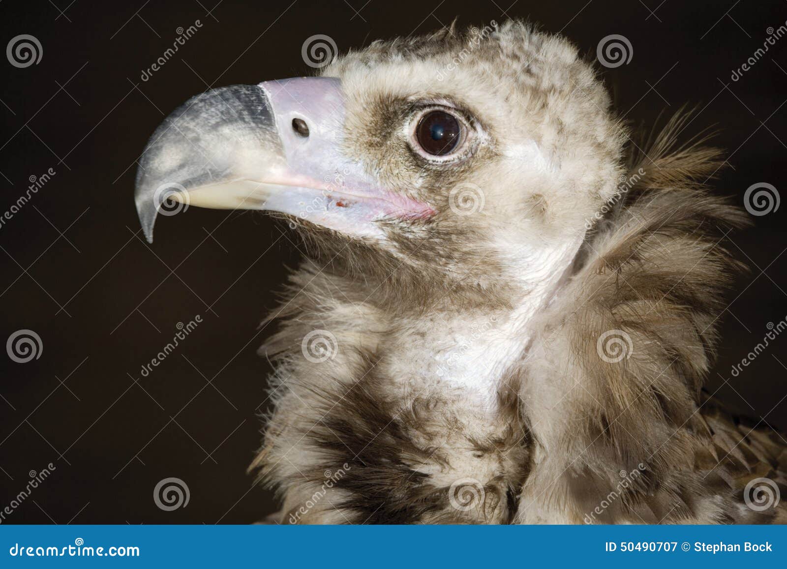 Germany, Hellenthal, Eurasian Black Vulture Stock Image - Image of ...
