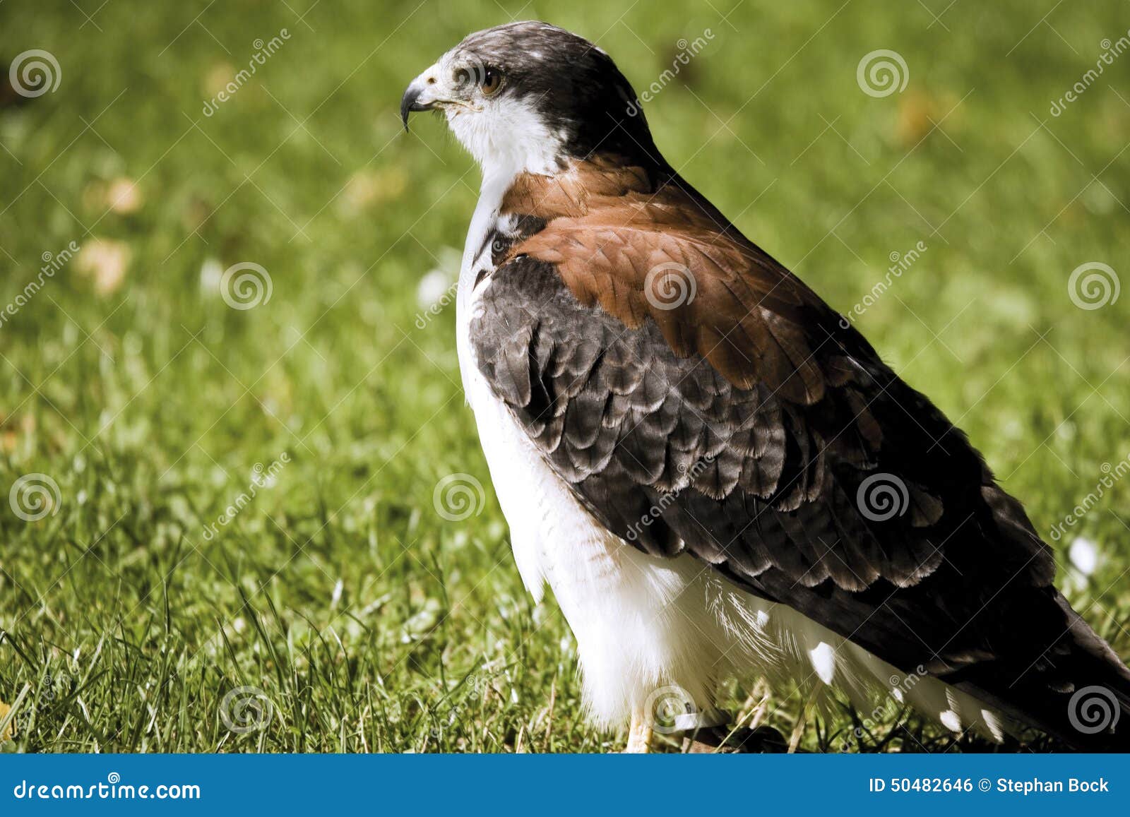 Germany, Hellenthal, Red-backed Hawk Stock Photo - Image of hellenthal ...