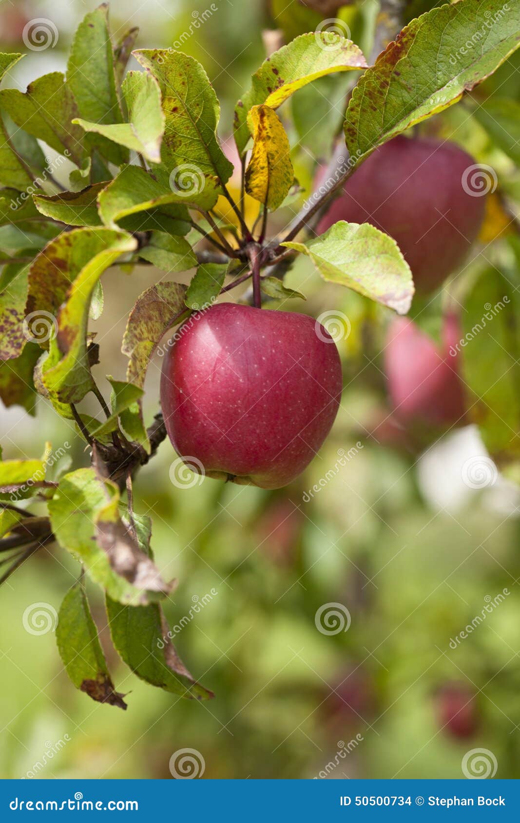 Germany, Lower Bavaria, Apple Tree Stock Photo - Image of growth, apple ...