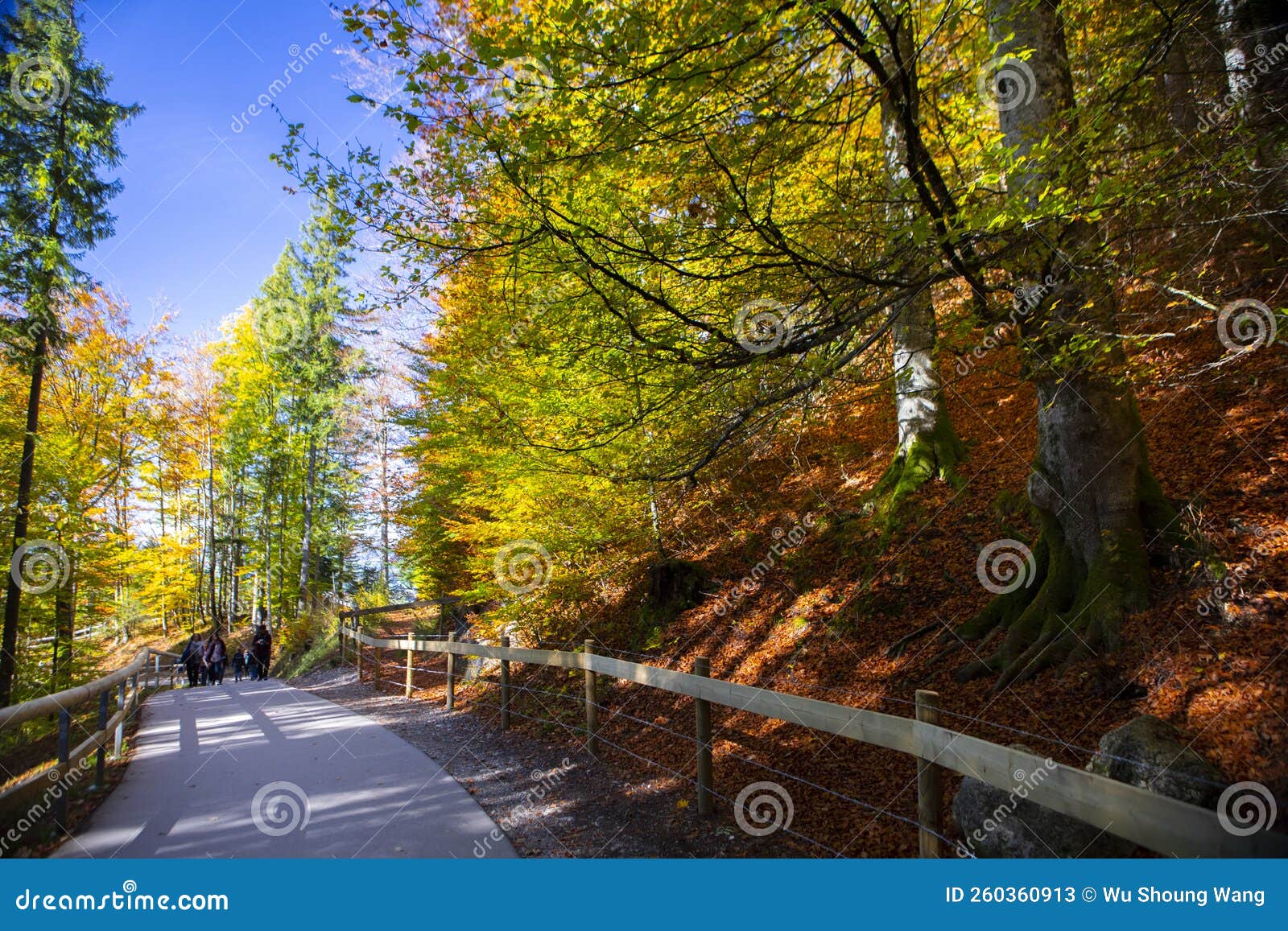 Germany, Neuschwanstein Castle, Autumn, Maples, Forest Trail, Maple ...