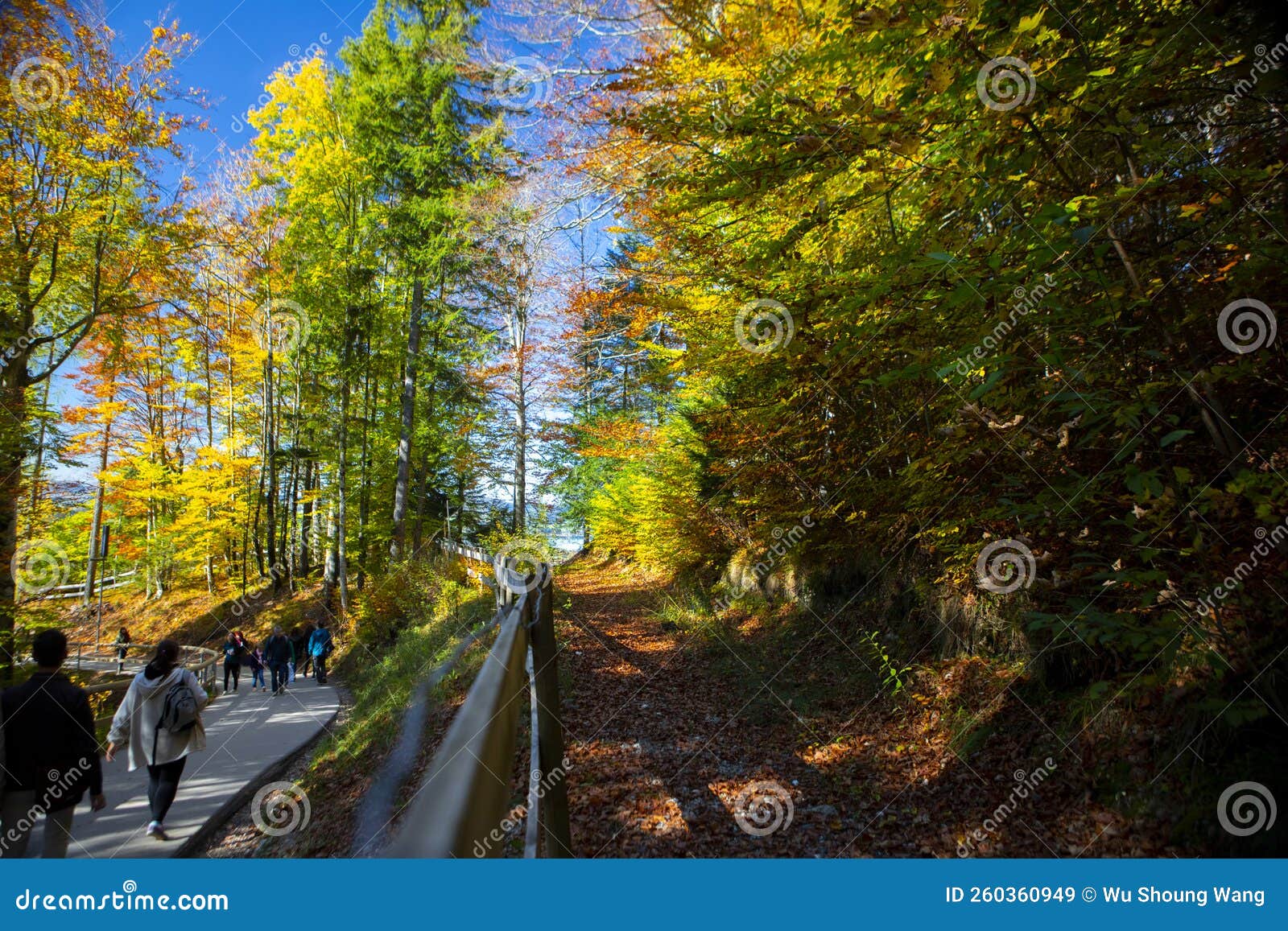 Germany, Neuschwanstein Castle, Autumn, Maples, Forest Trail, Maple ...