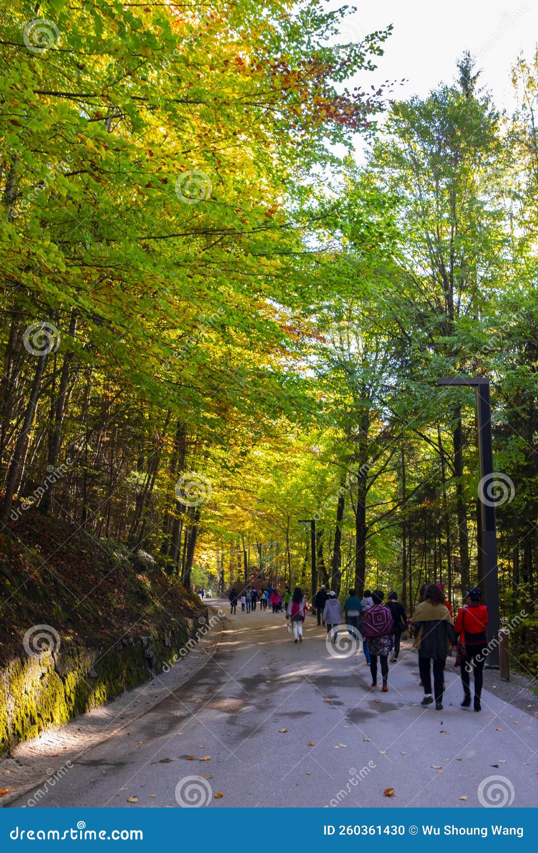 Germany, Neuschwanstein Castle, Autumn, Maples, Forest Trail, Maple ...