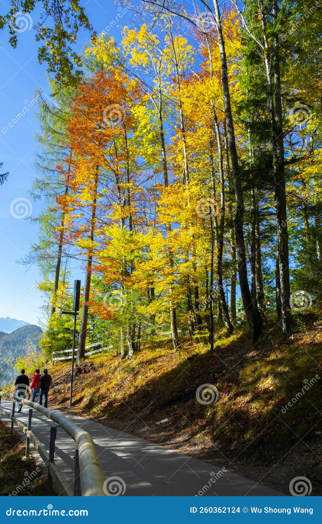 Germany, Neuschwanstein Castle, Autumn, Maples, Forest Trail, Maple ...