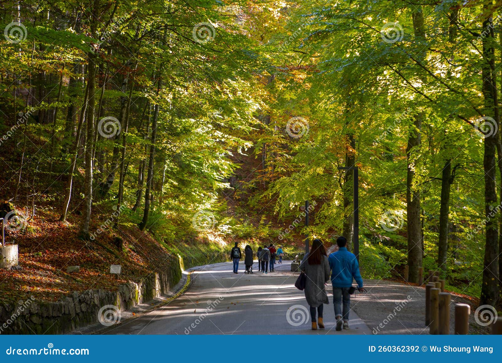 Germany, Neuschwanstein Castle, Autumn, Maples, Forest Trail, Maple ...