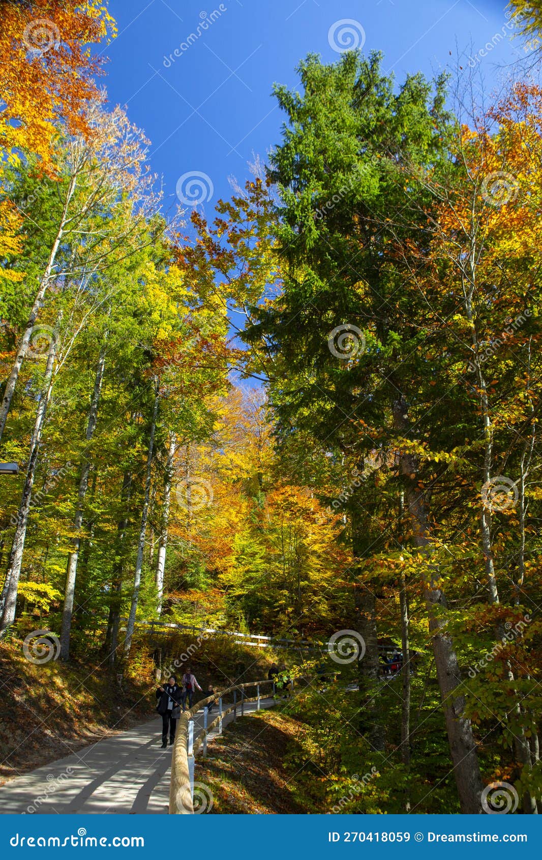 Germany, Neuschwanstein Castle, Autumn, Maples, Forest Trail, Maple ...